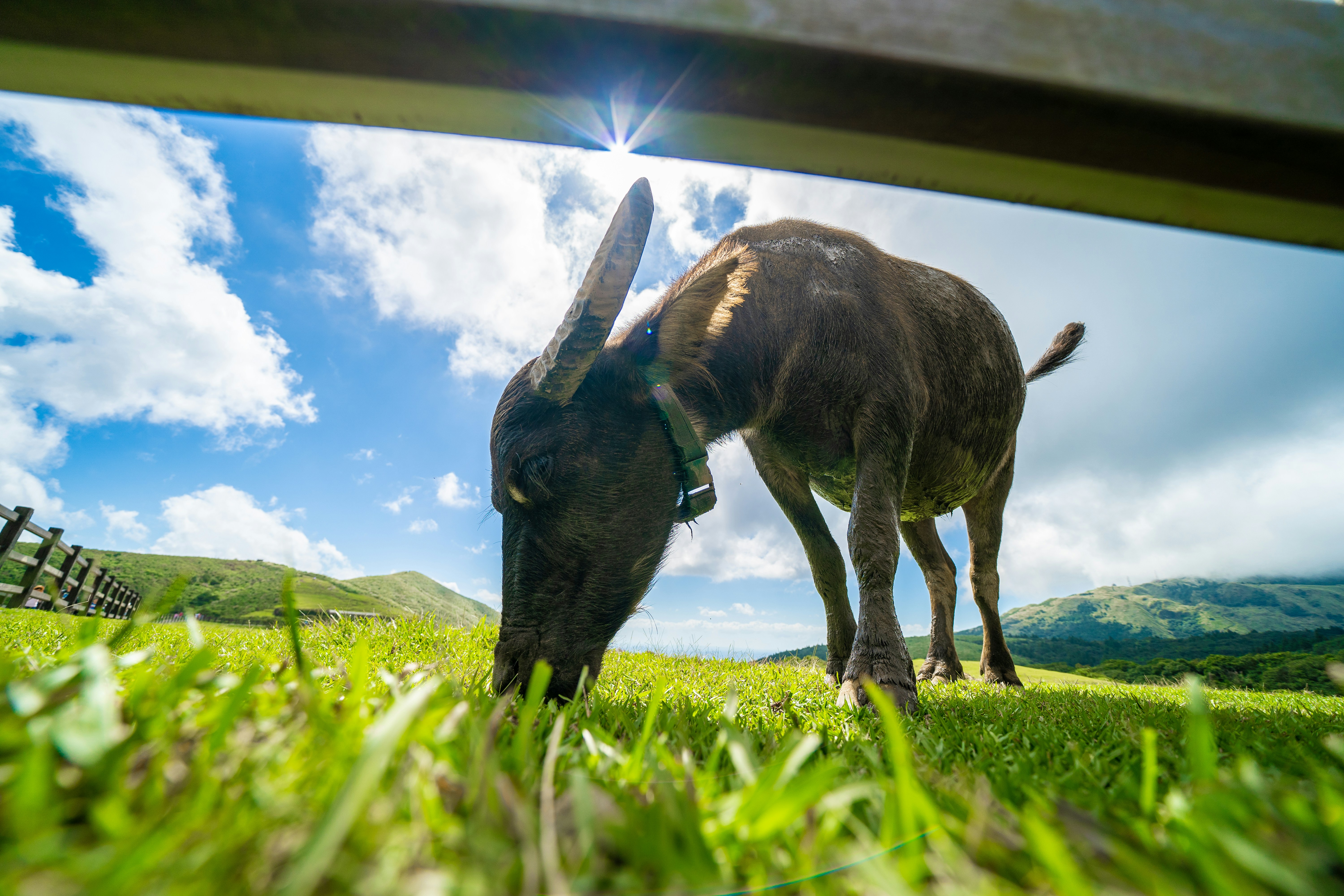 Sunlit Ground-Level Grazing: A Donkey’s Low-Angle Portrait