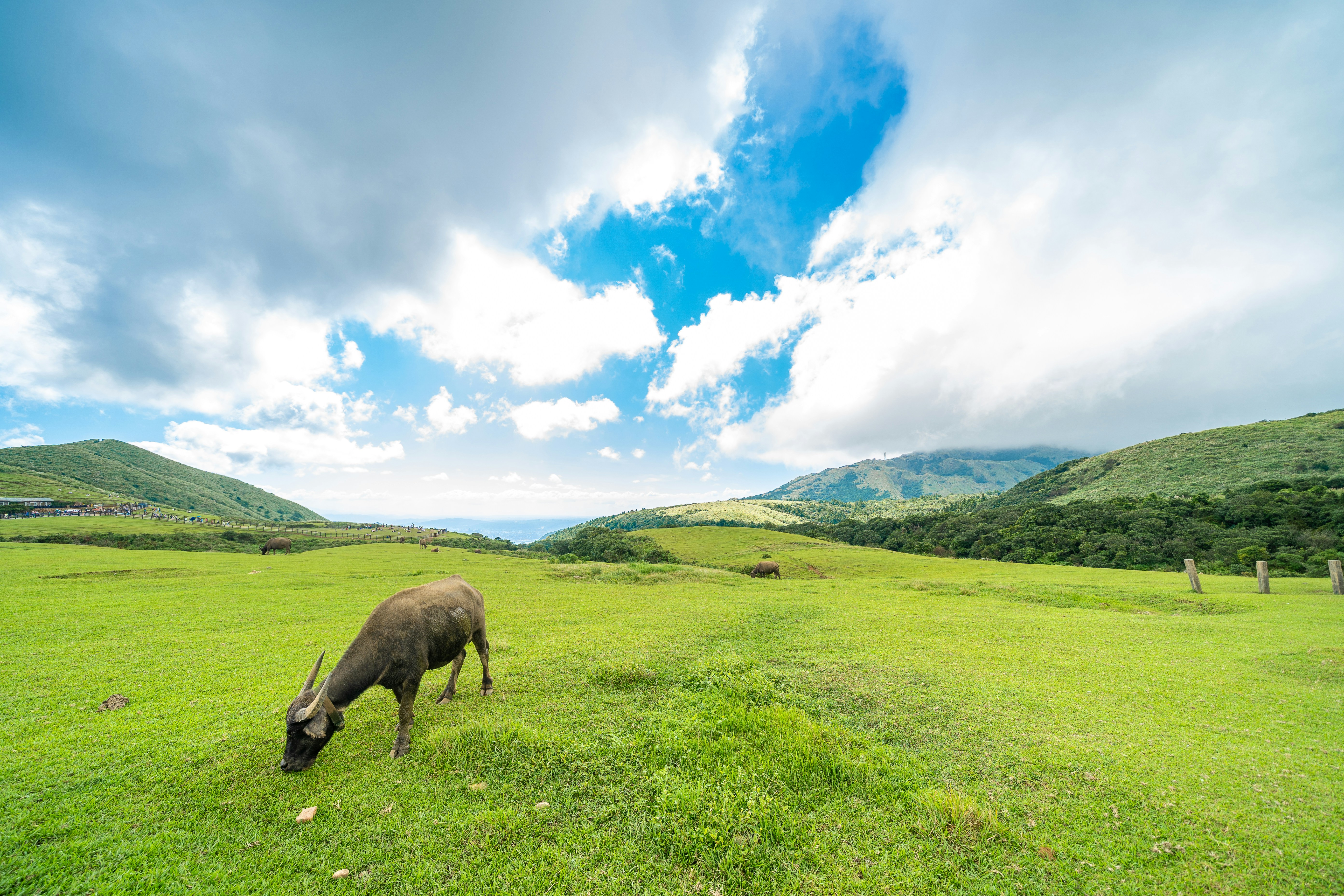 500+ Pasture Pictures [HD] | Download Free Images on Unsplash