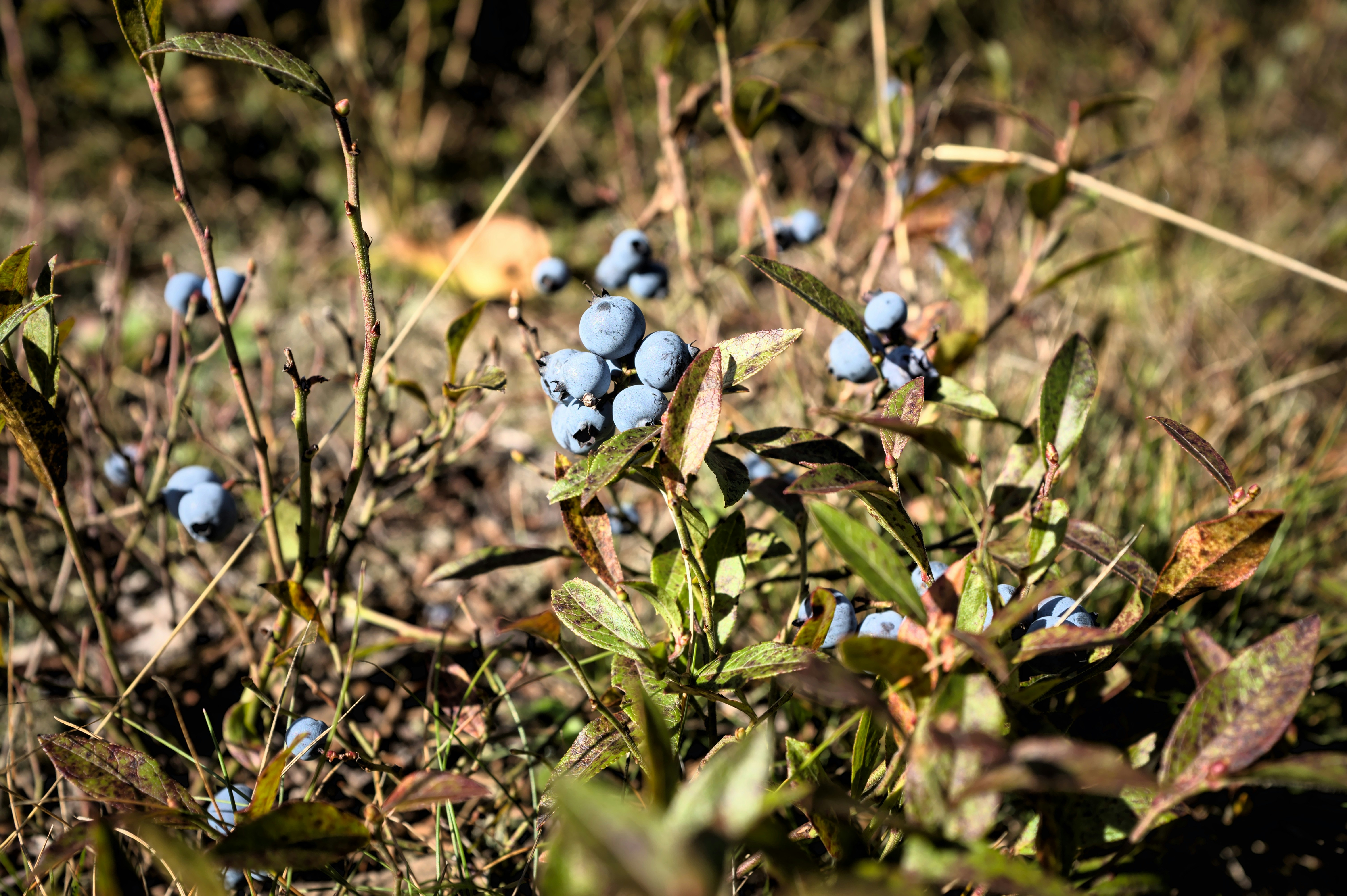 Clusters of ripe blueberries nestled among lush green foliage in a sunlit environment.