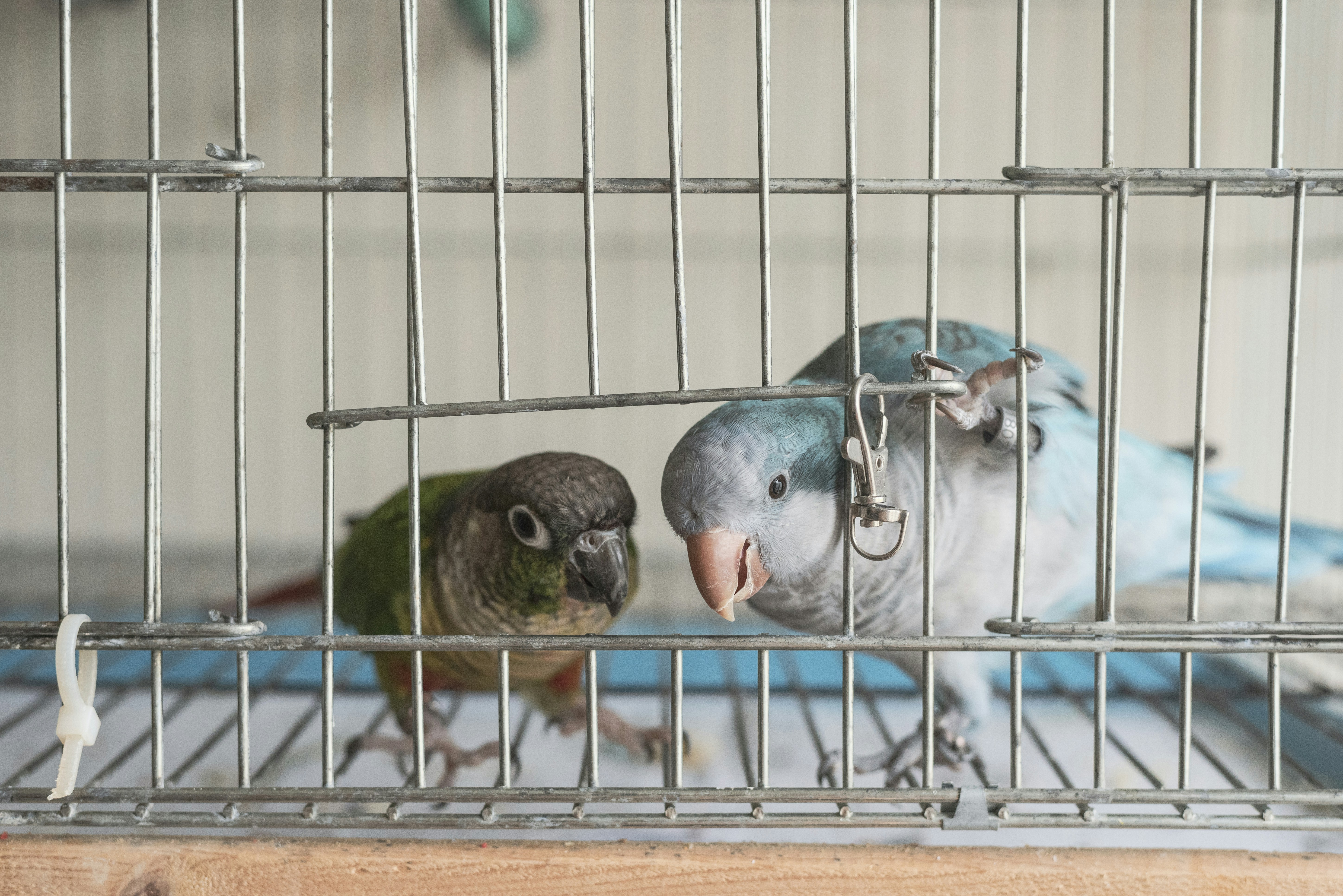 Through the Cage: A Blue and Green Lovebird Pair Gaze Out