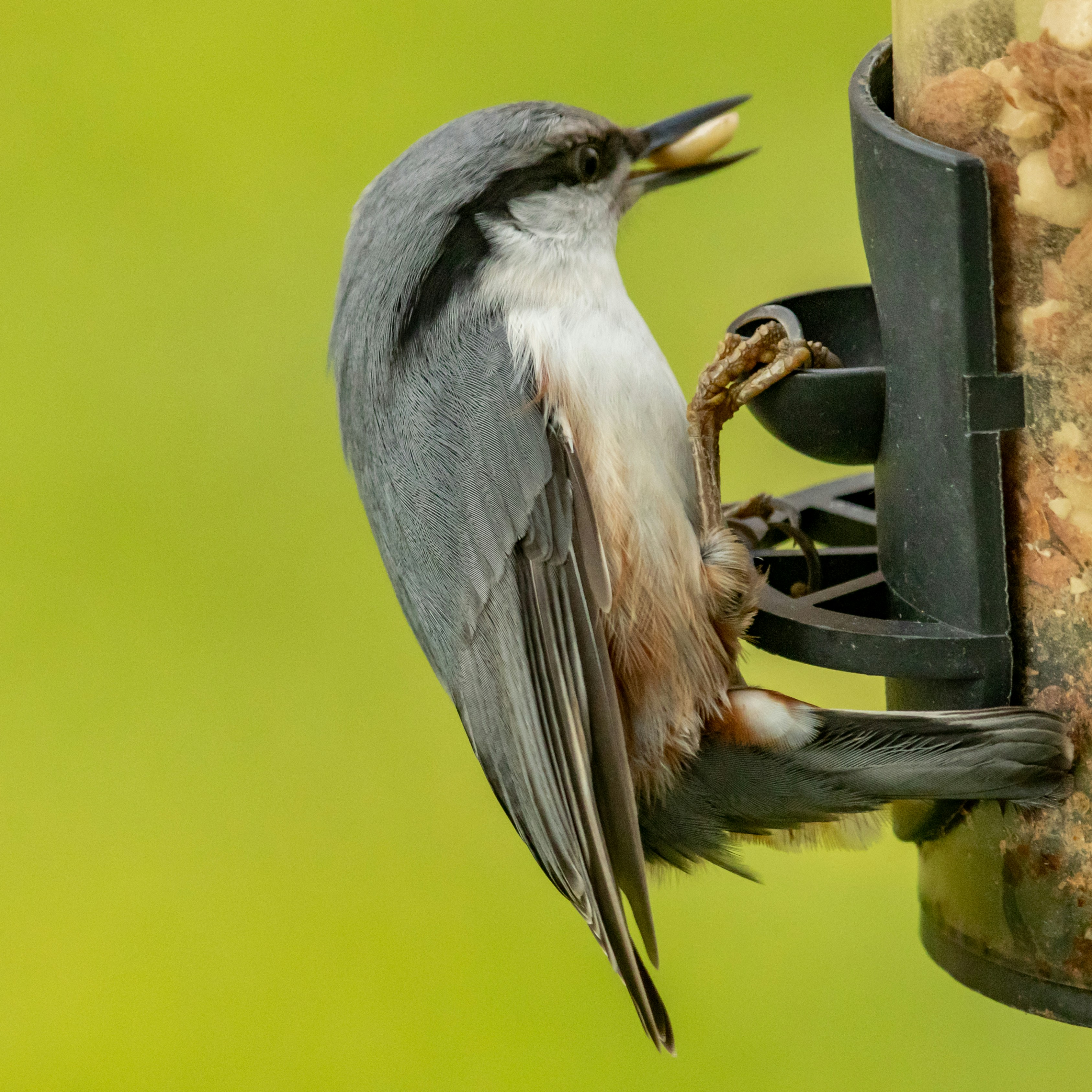 Perched Kingfisher at a Garden Feeder: Azure Gray and Rust in Quiet Light