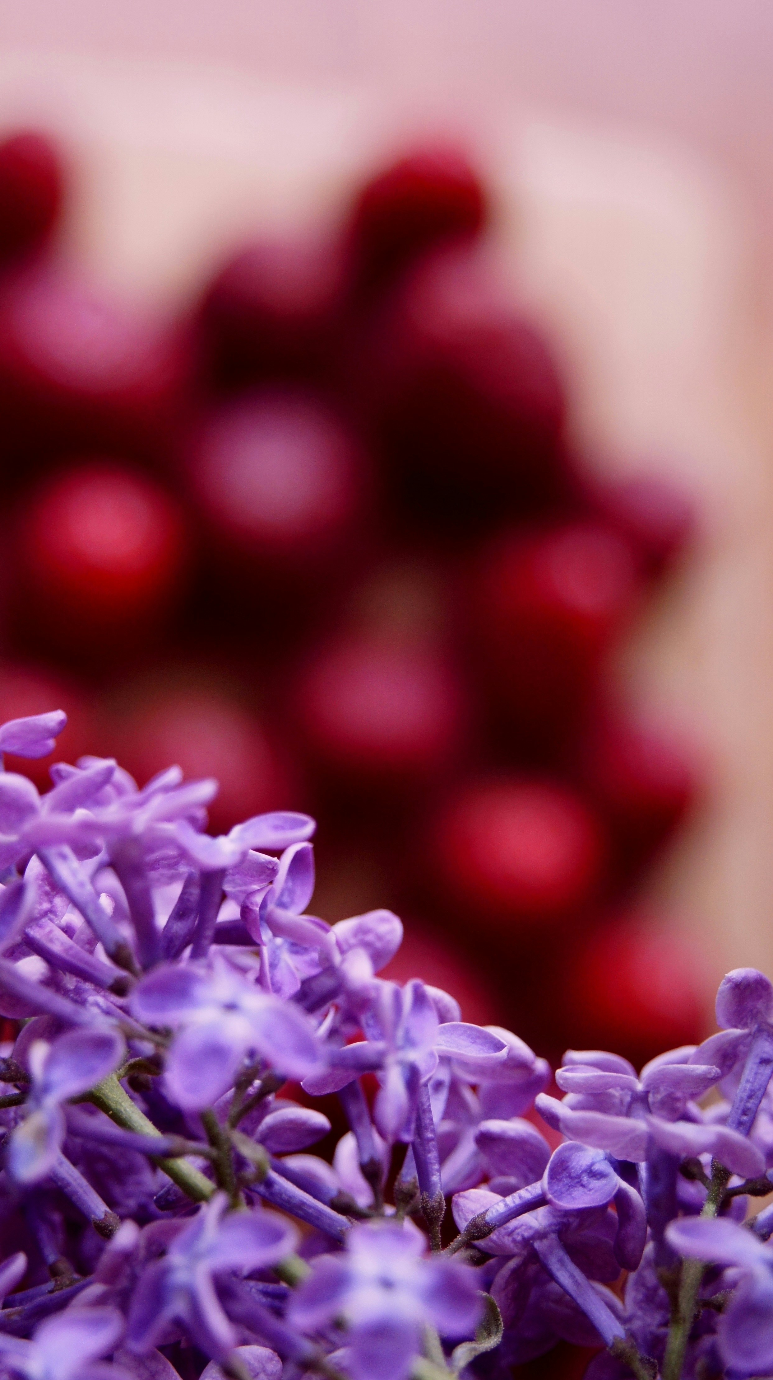 Lavender in Focus: A Close Portrait of Blooming Purple Lilacs Against a Blurred Berries Backdrop