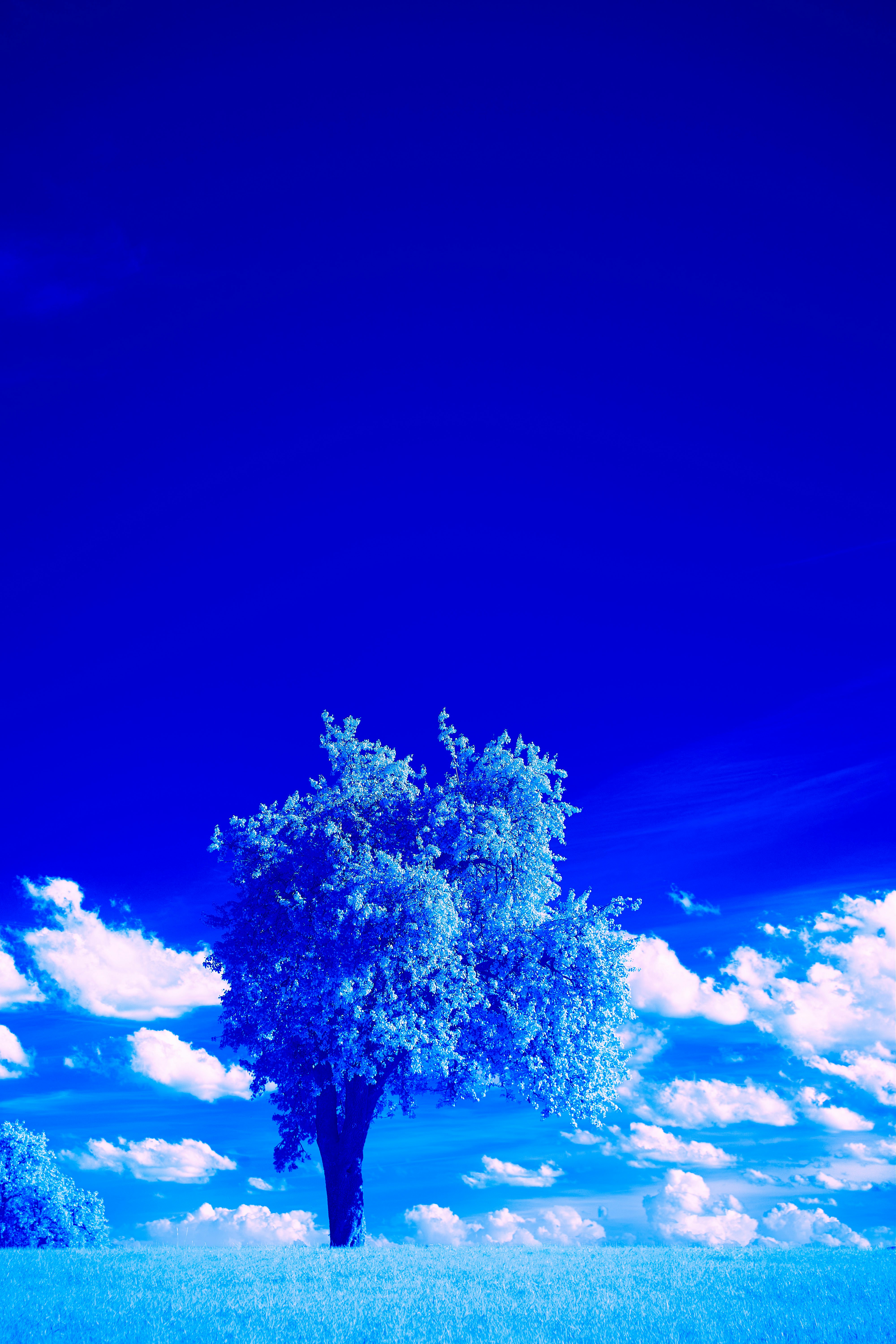 A solitary tree stands against a vivid blue sky, surrounded by fluffy white clouds, creating a serene landscape. The striking color palette enhances the tranquil atmosphere.