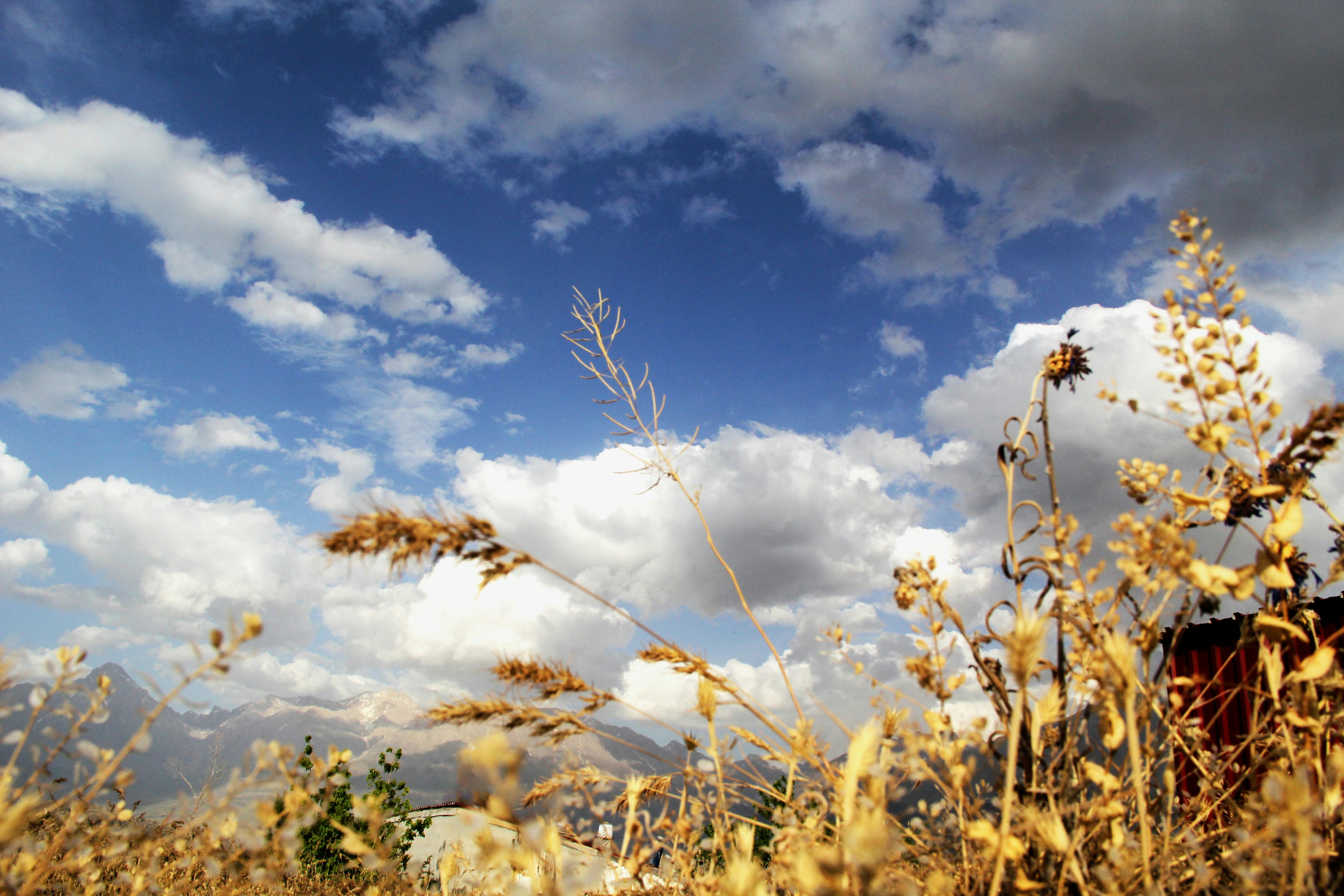 Golden grasses sway under a vast sky dotted with fluffy clouds, capturing the serene beauty of nature. The distant mountains provide a majestic backdrop.