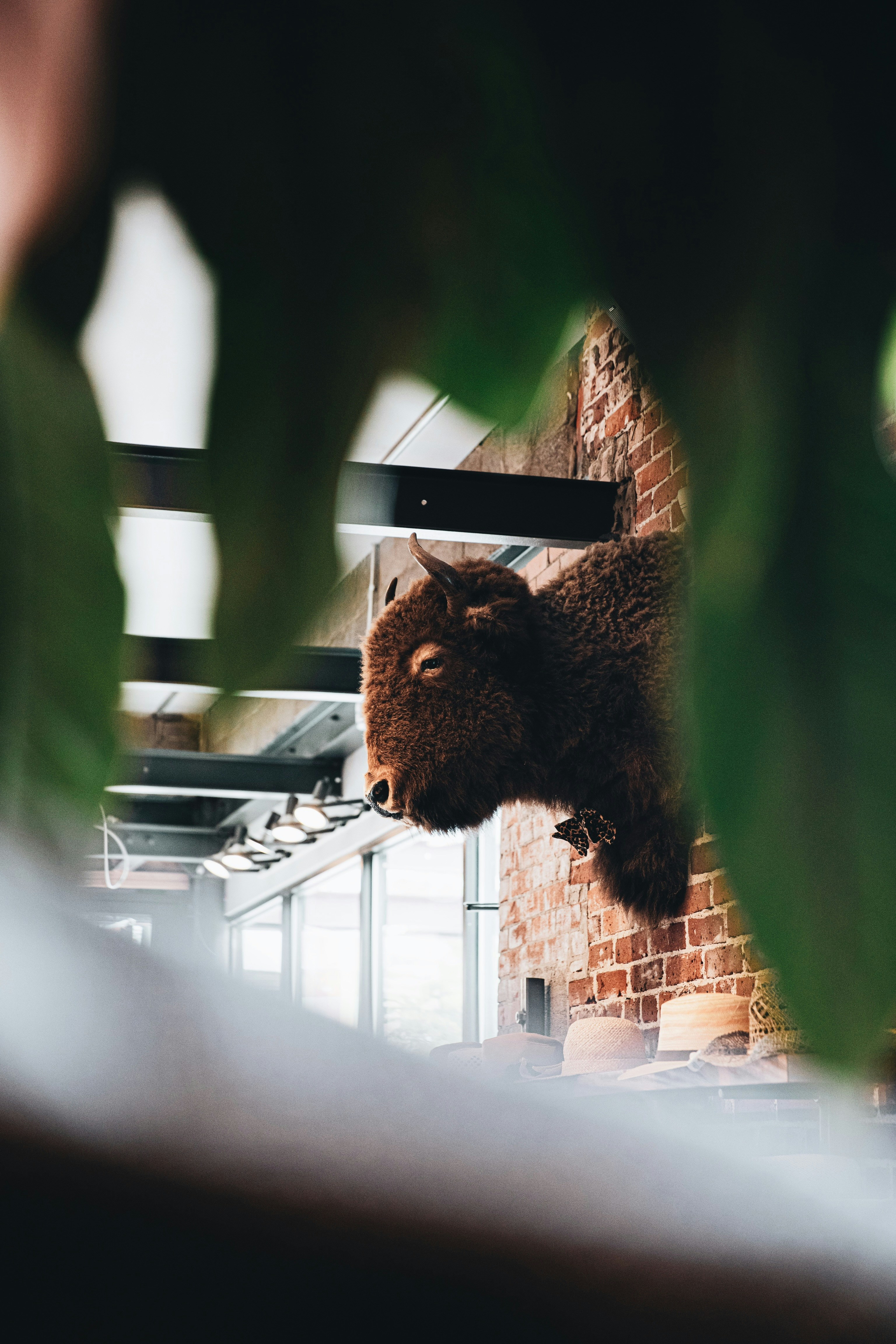 Curious Llama Behind Bricked Wall in Sunlit Interior
