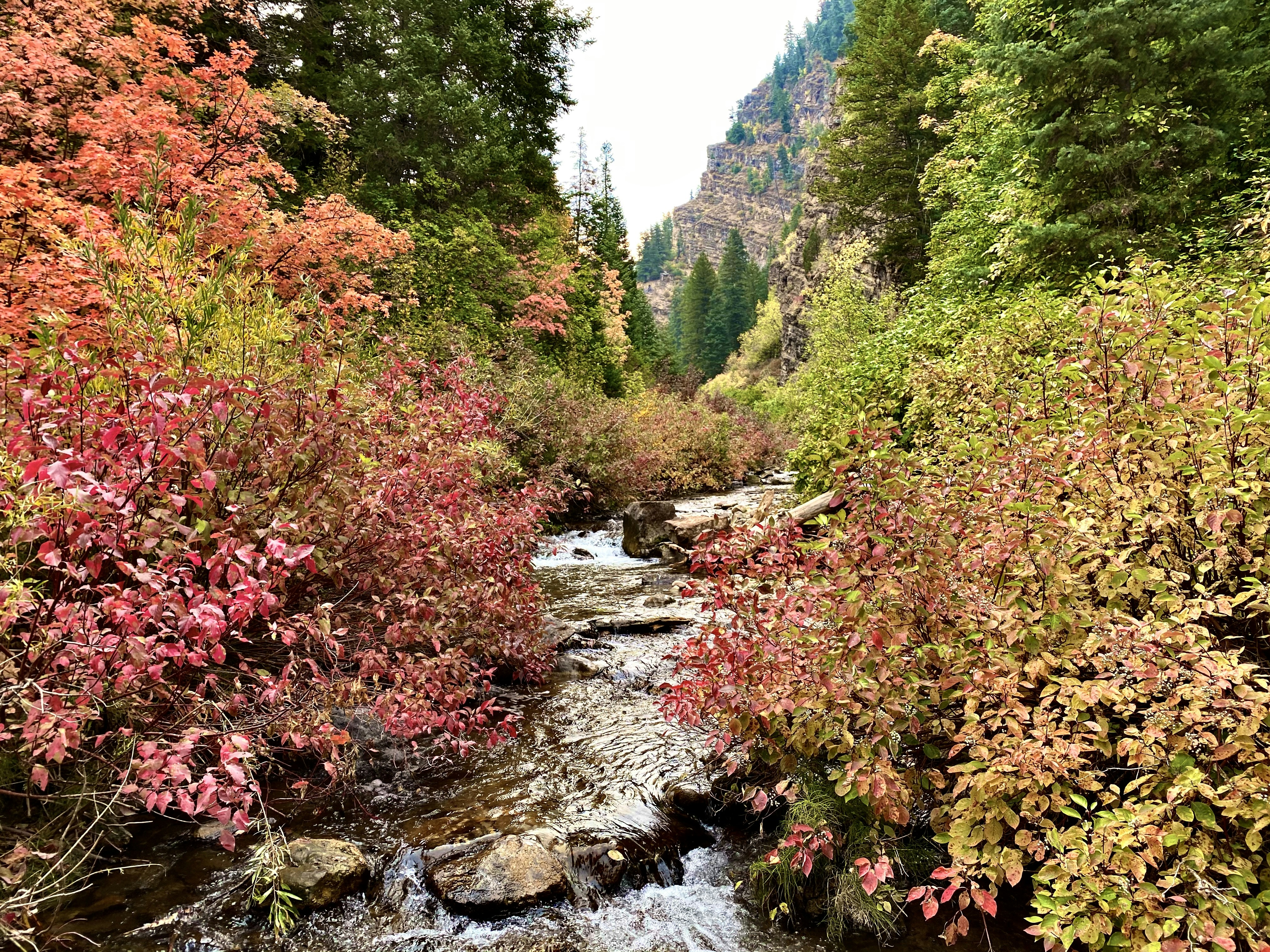 River in the middle of forest during daytime photo – Free Huntsville ...