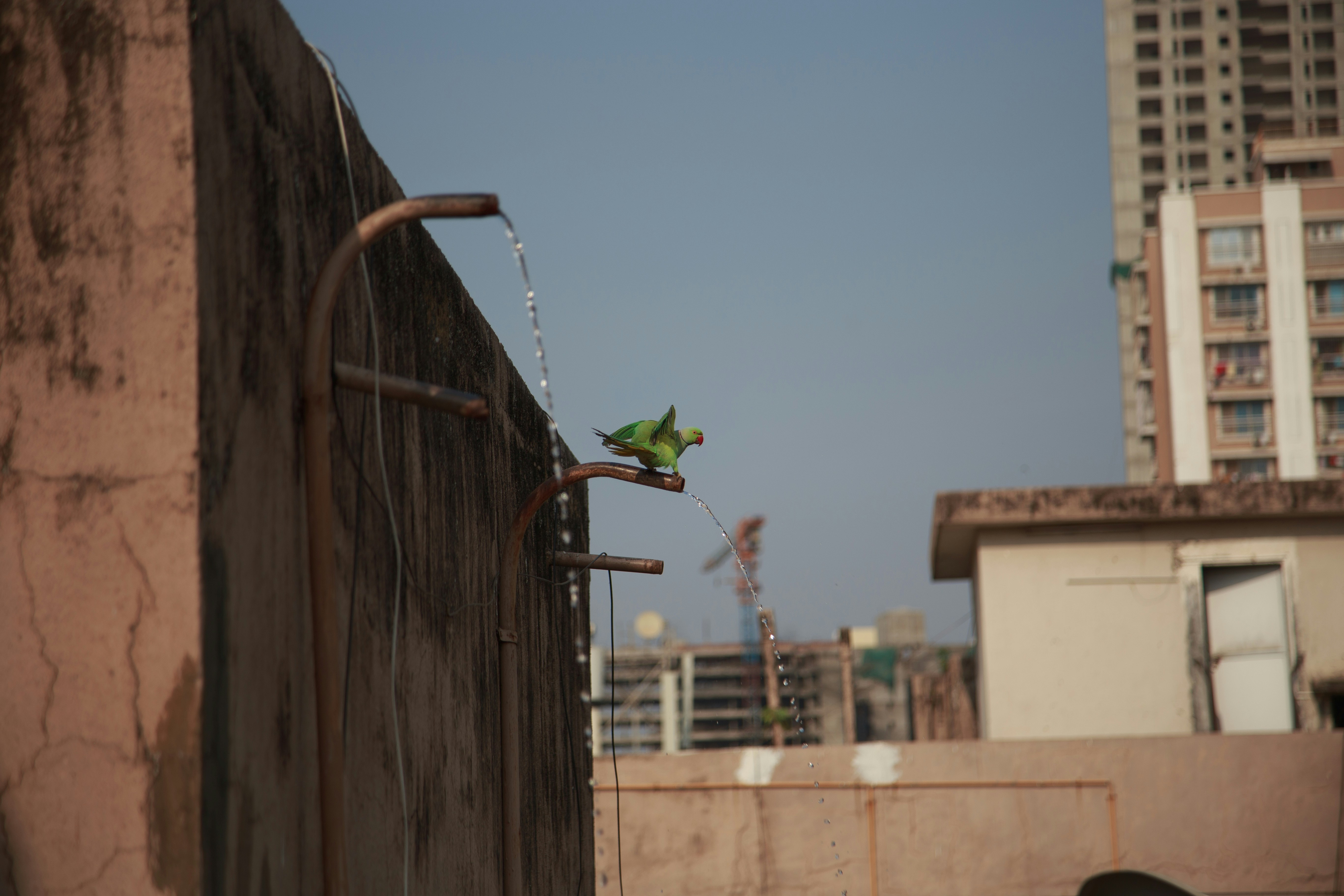 Rooftop Leap: A Green Glimpse Between Buildings