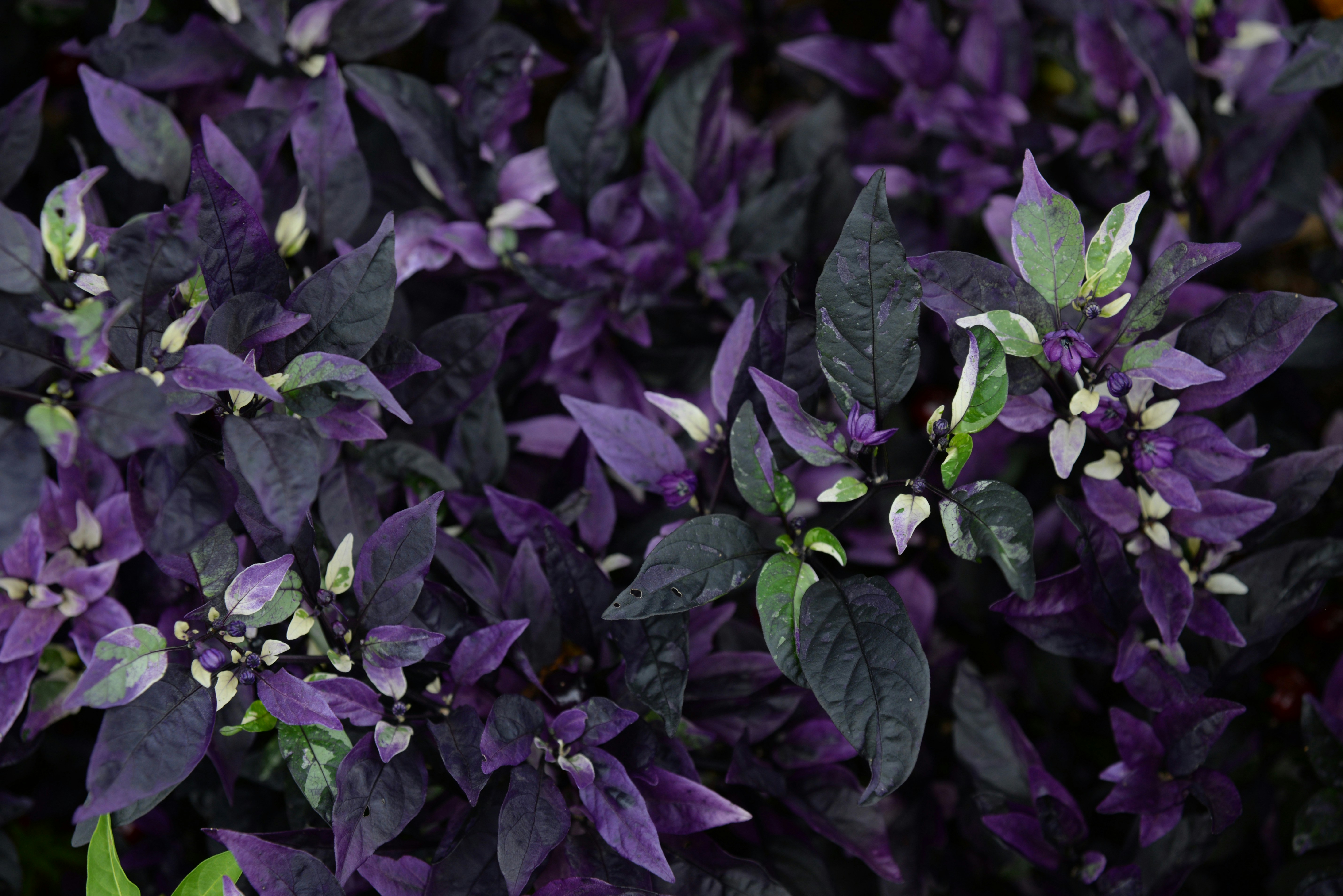 Velvet Violet: Close-Up Bougainvillea Foliage in Rich Purple Hues