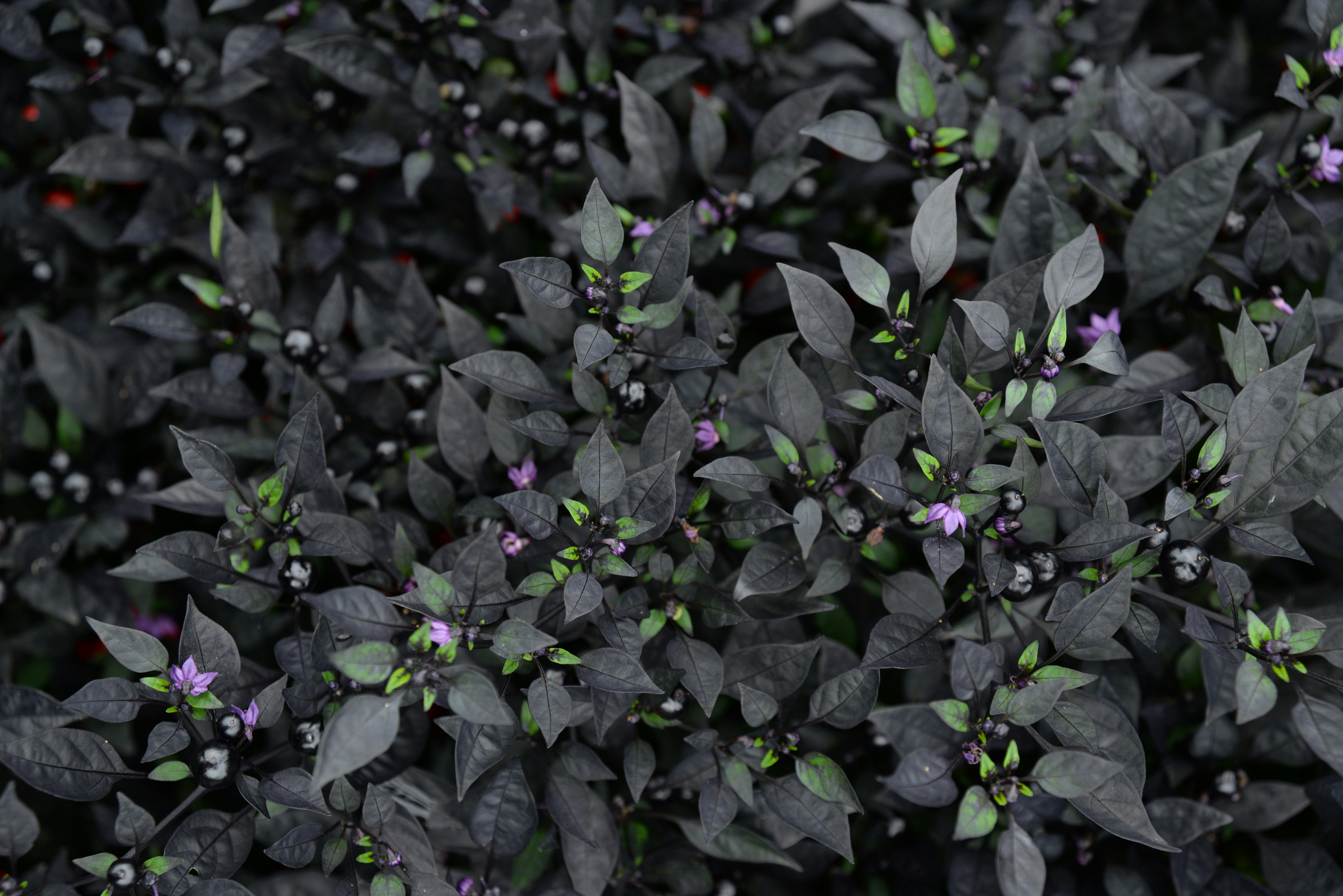Purple Buds on Velvet Foliage: A Quiet Close-Up