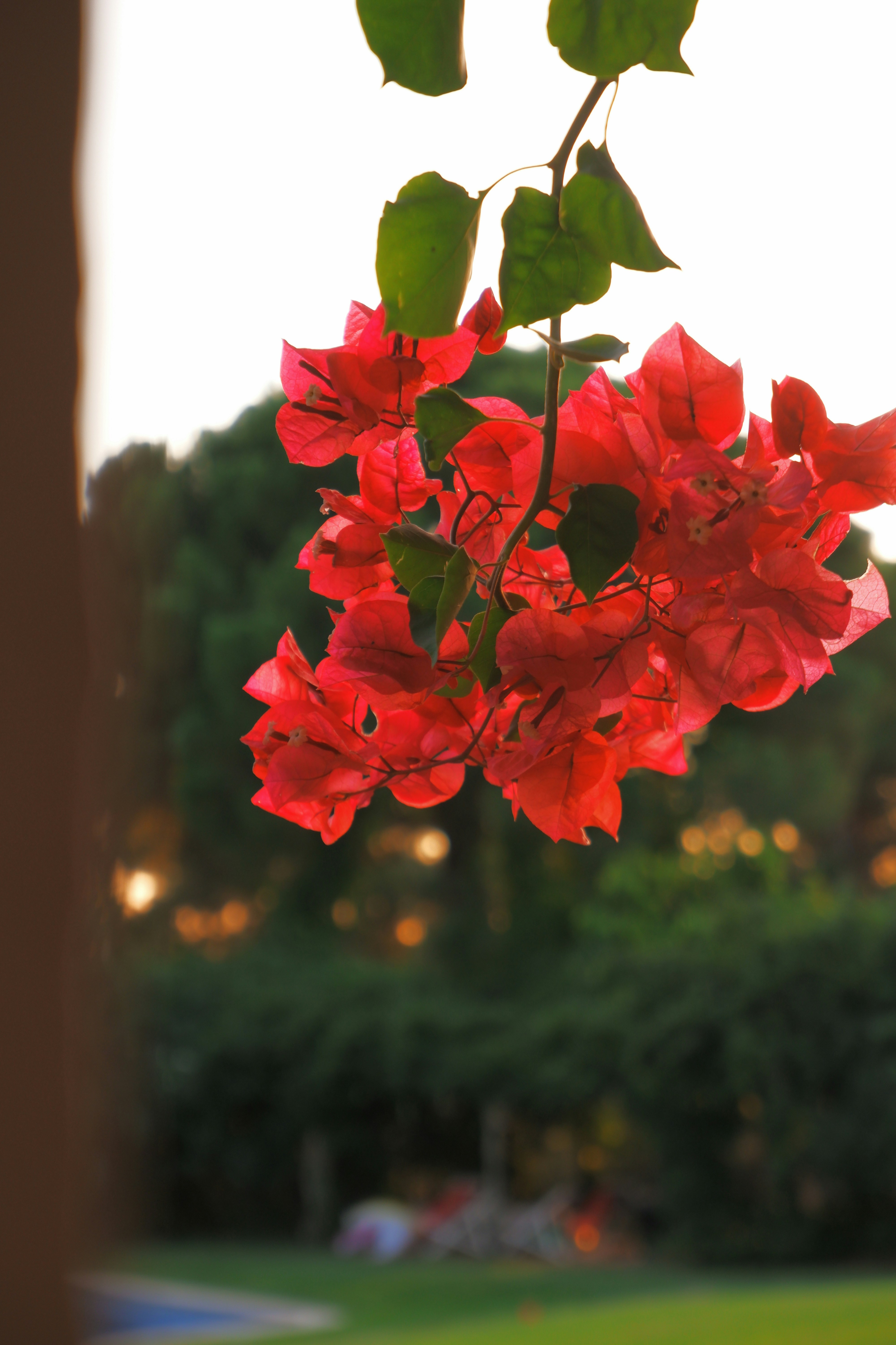 Crimson Blooms in a Sunlit Embrace