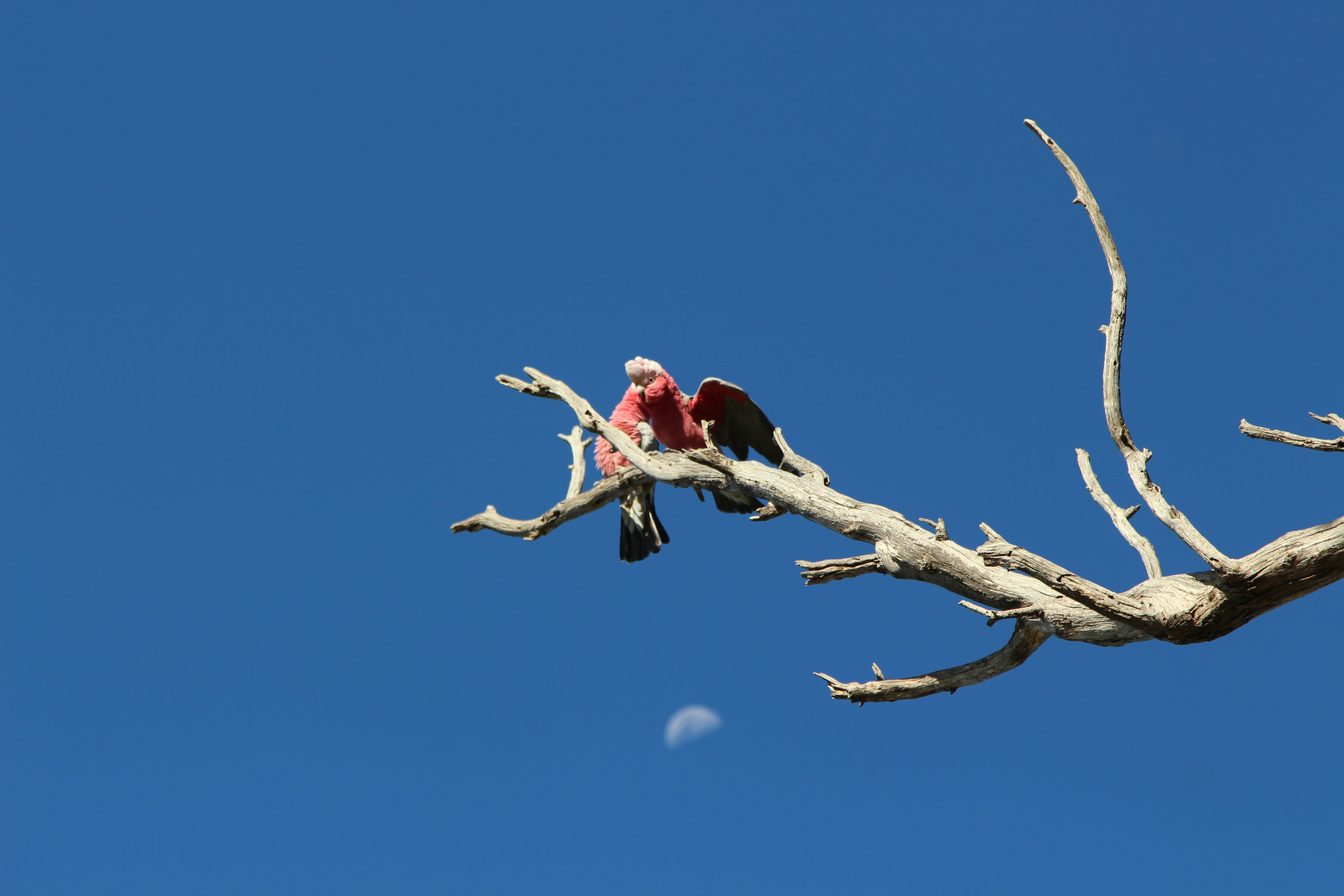 Two Flamingos Perch on a Weathered Branch Beneath a Cobalt Sky