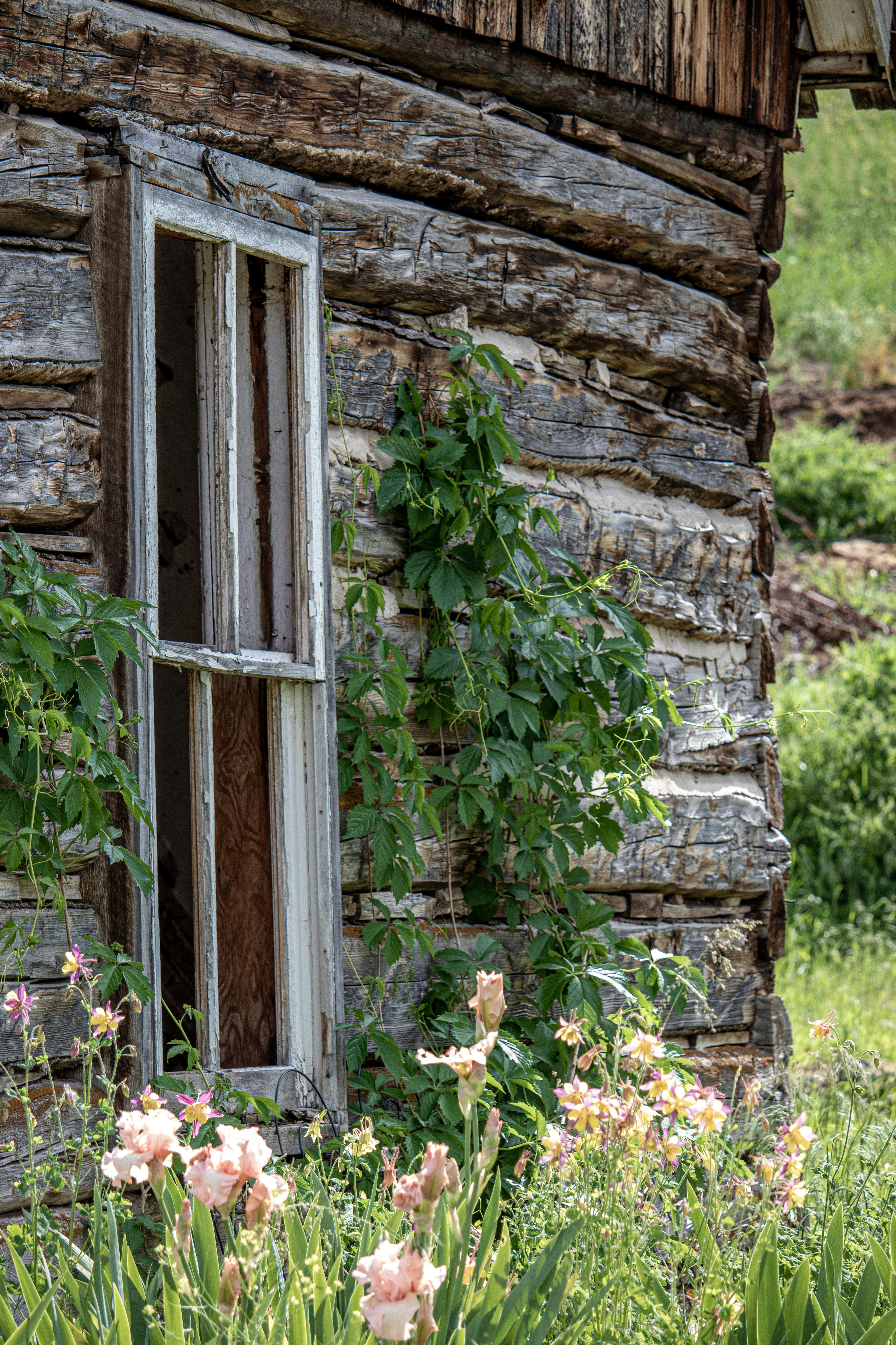 green plant on brown wooden window