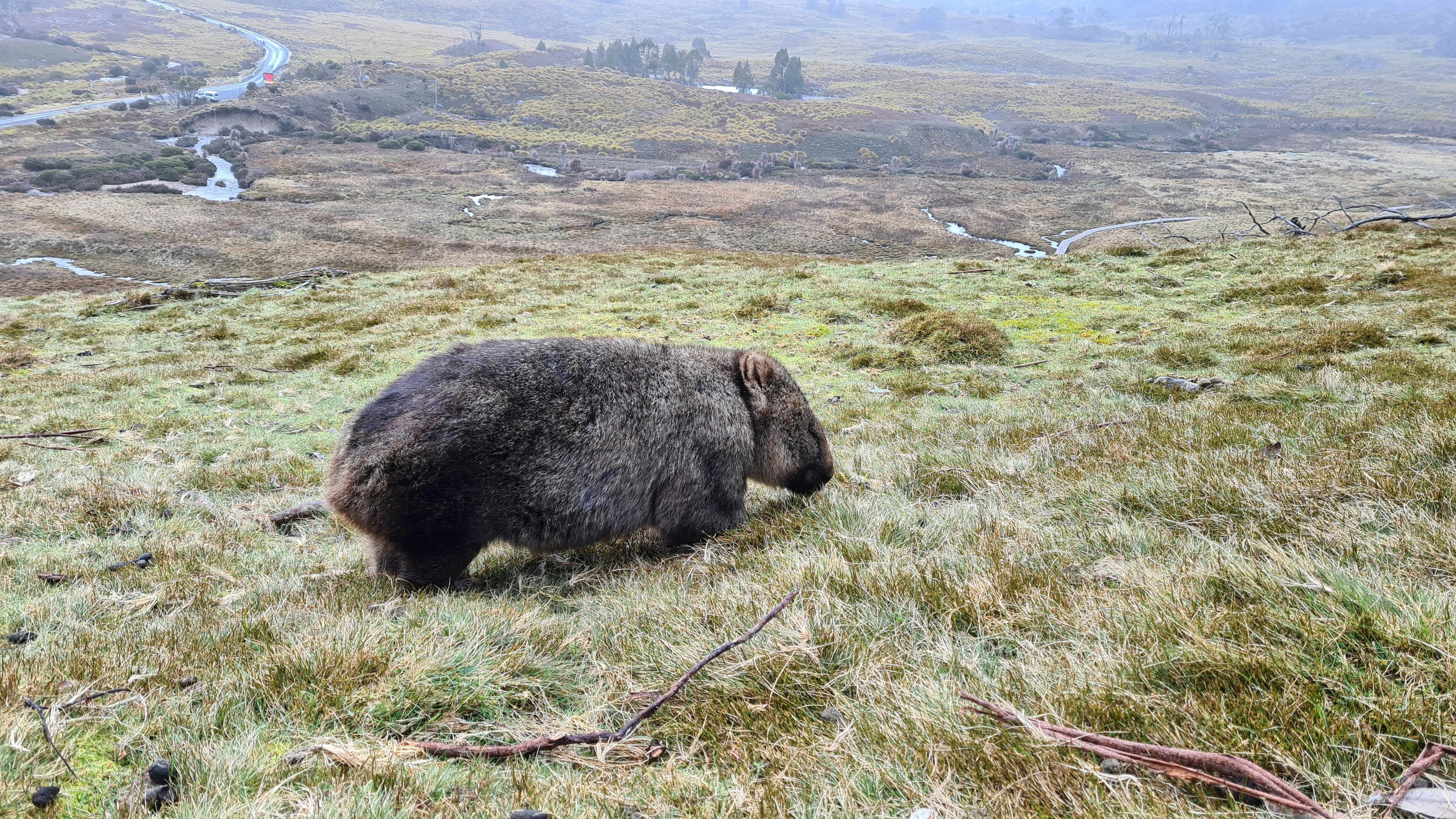 Wombat grazing on grassy terrain with a misty landscape in the background.