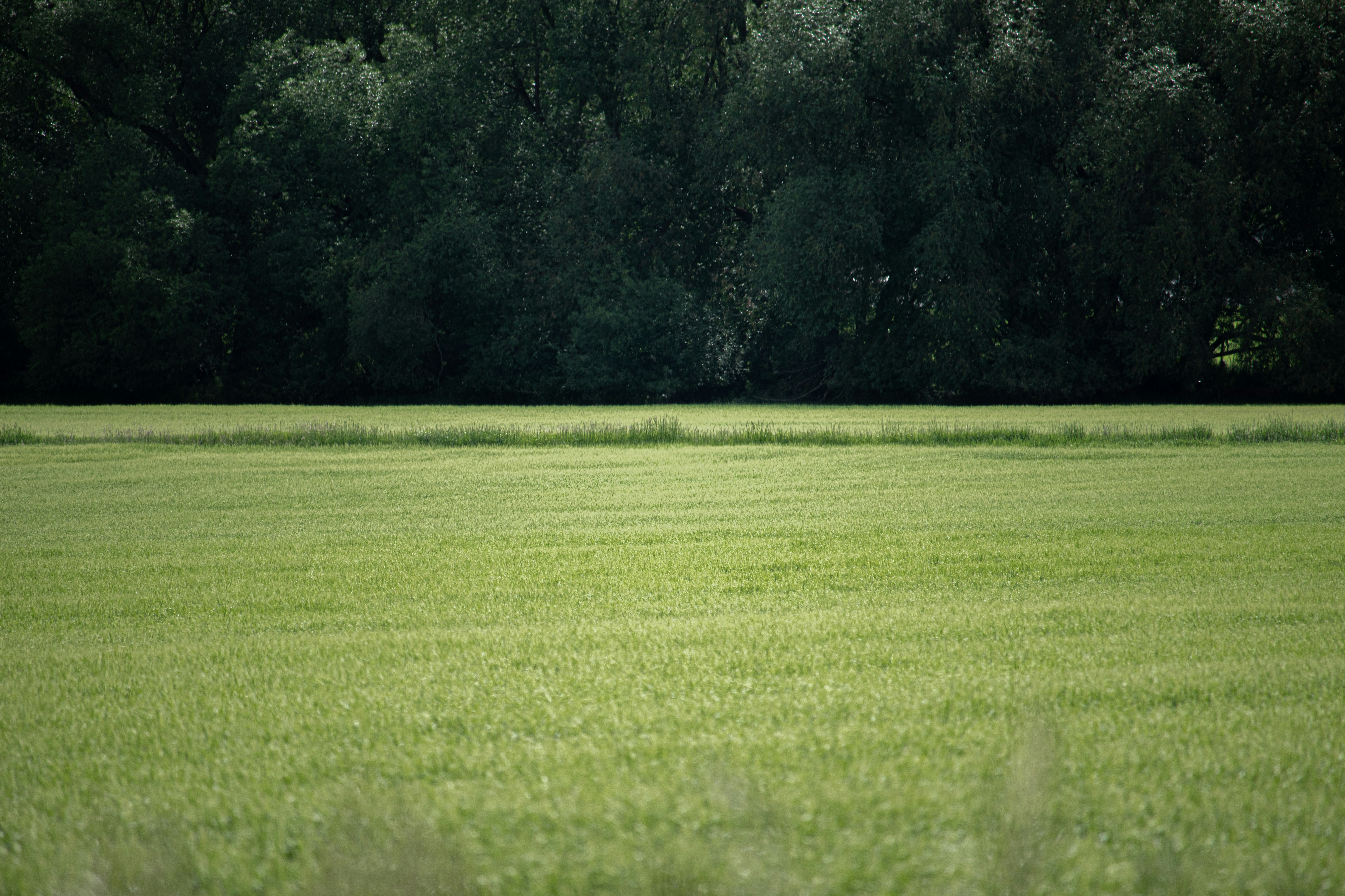 Green grass field during daytime photo – Free Green Image on Unsplash