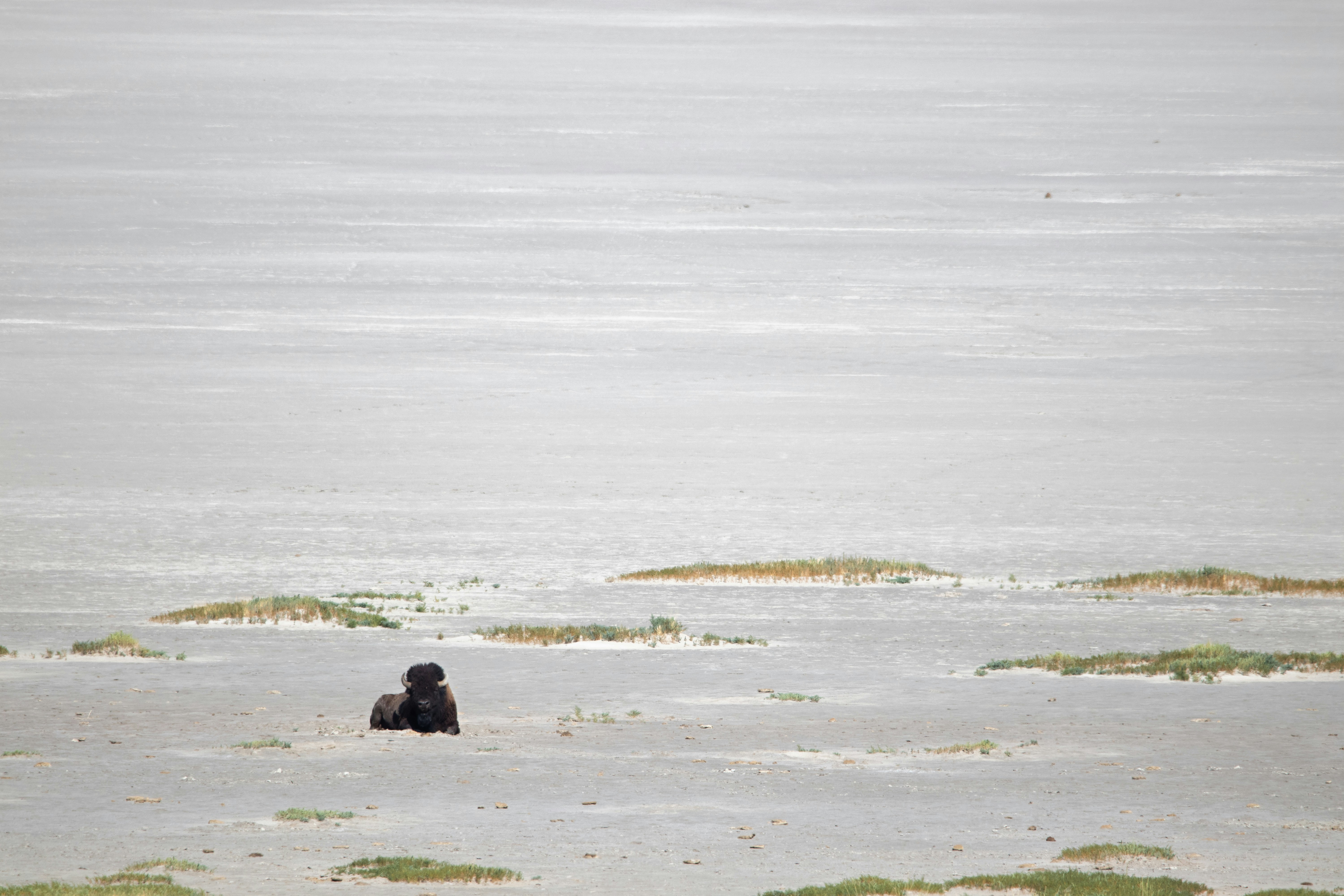 Solitude on the Shoreline