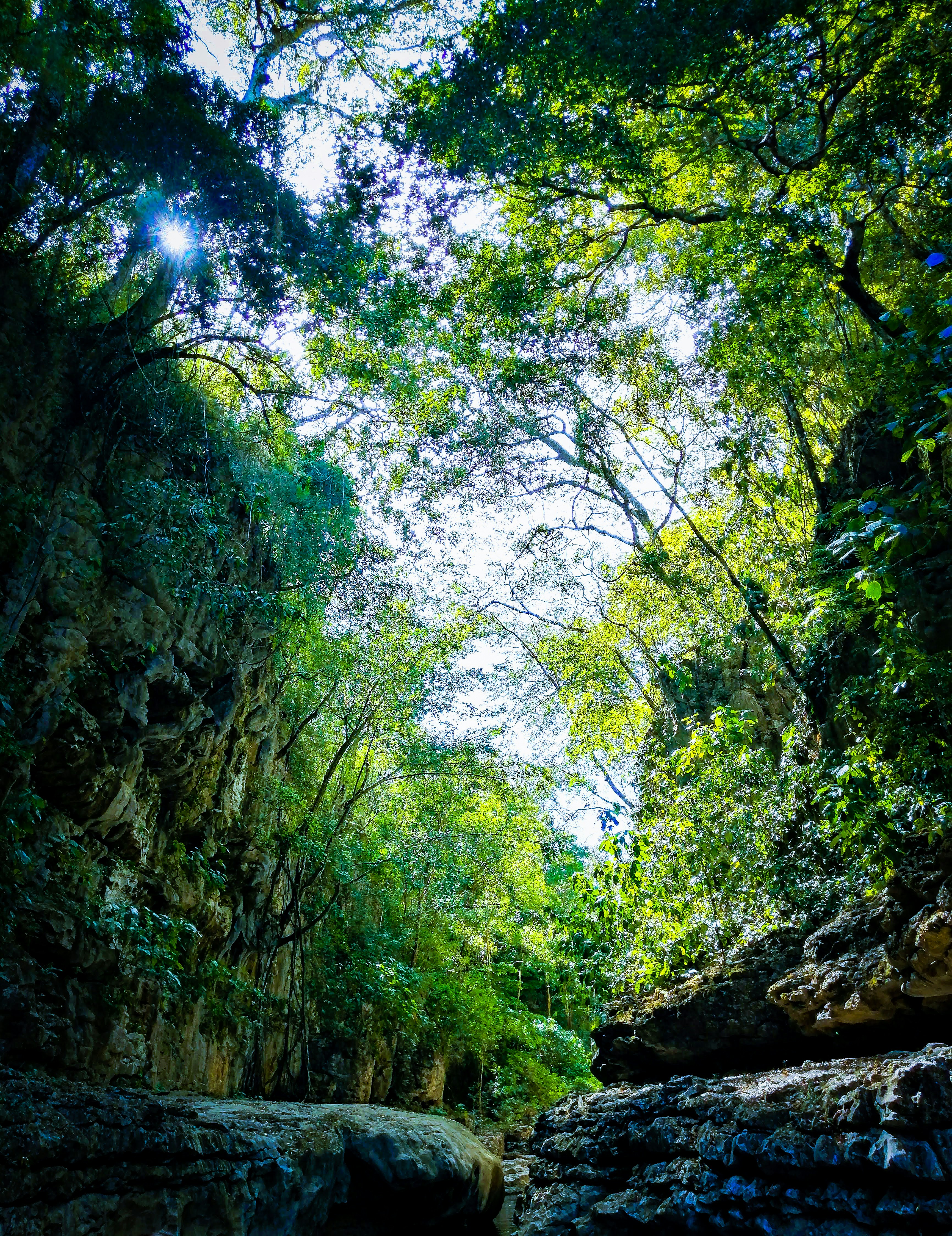 Sunlight filters through lush green foliage in a narrow canyon.