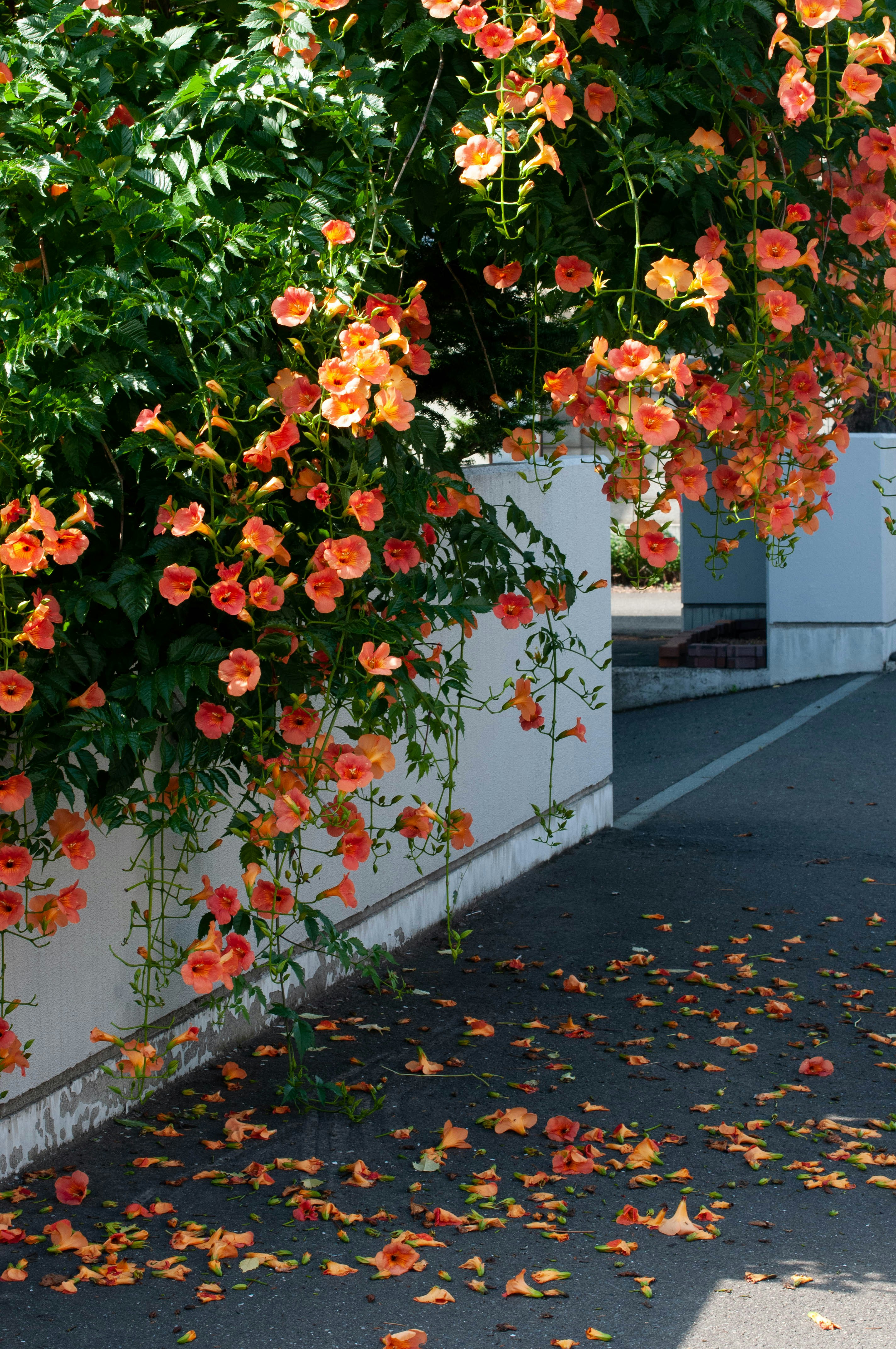 Sunlit Orange Bloom Cascade Along a Quiet Urban Walkway