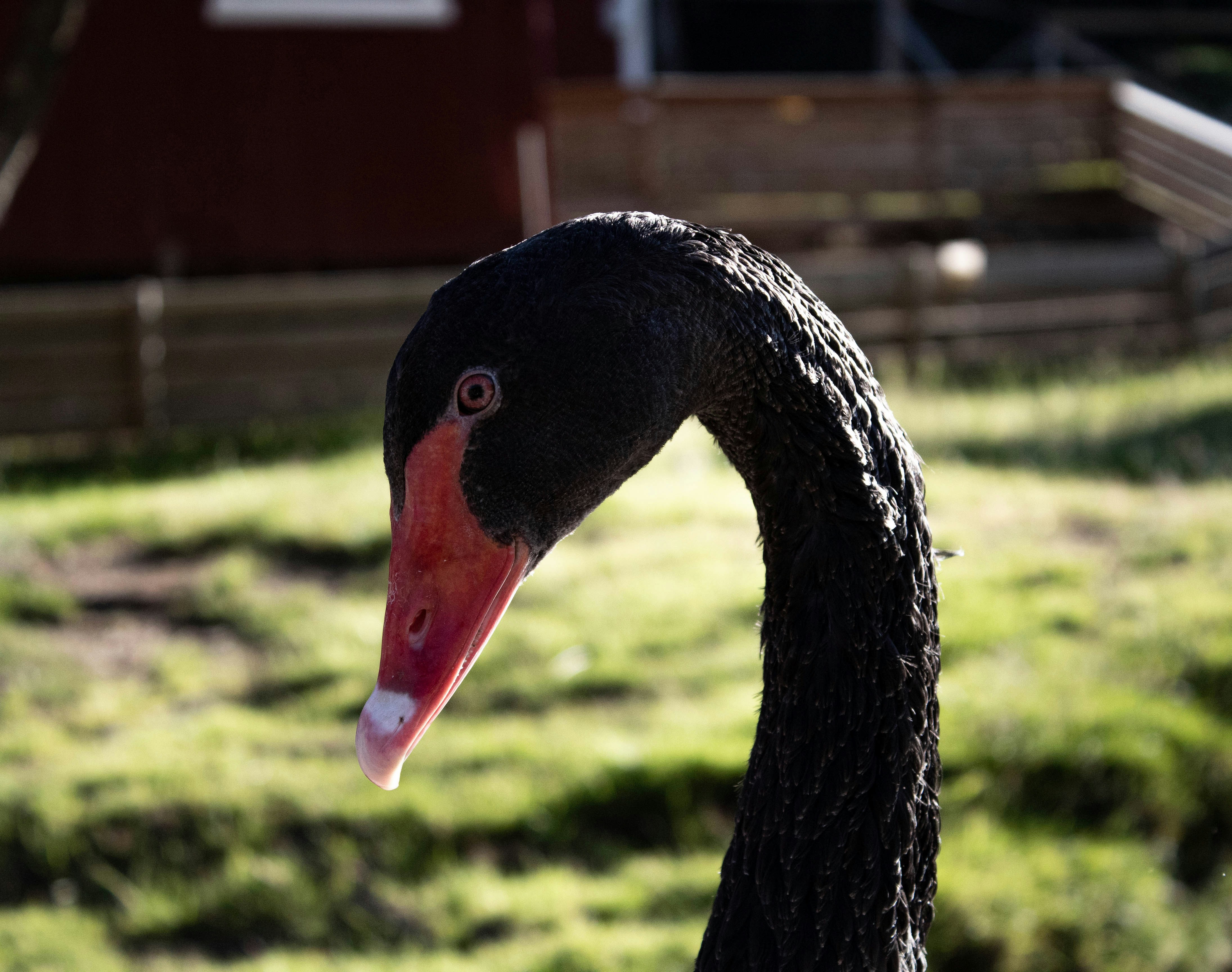 Curved Elegance: A Black Swan's Quiet Gaze