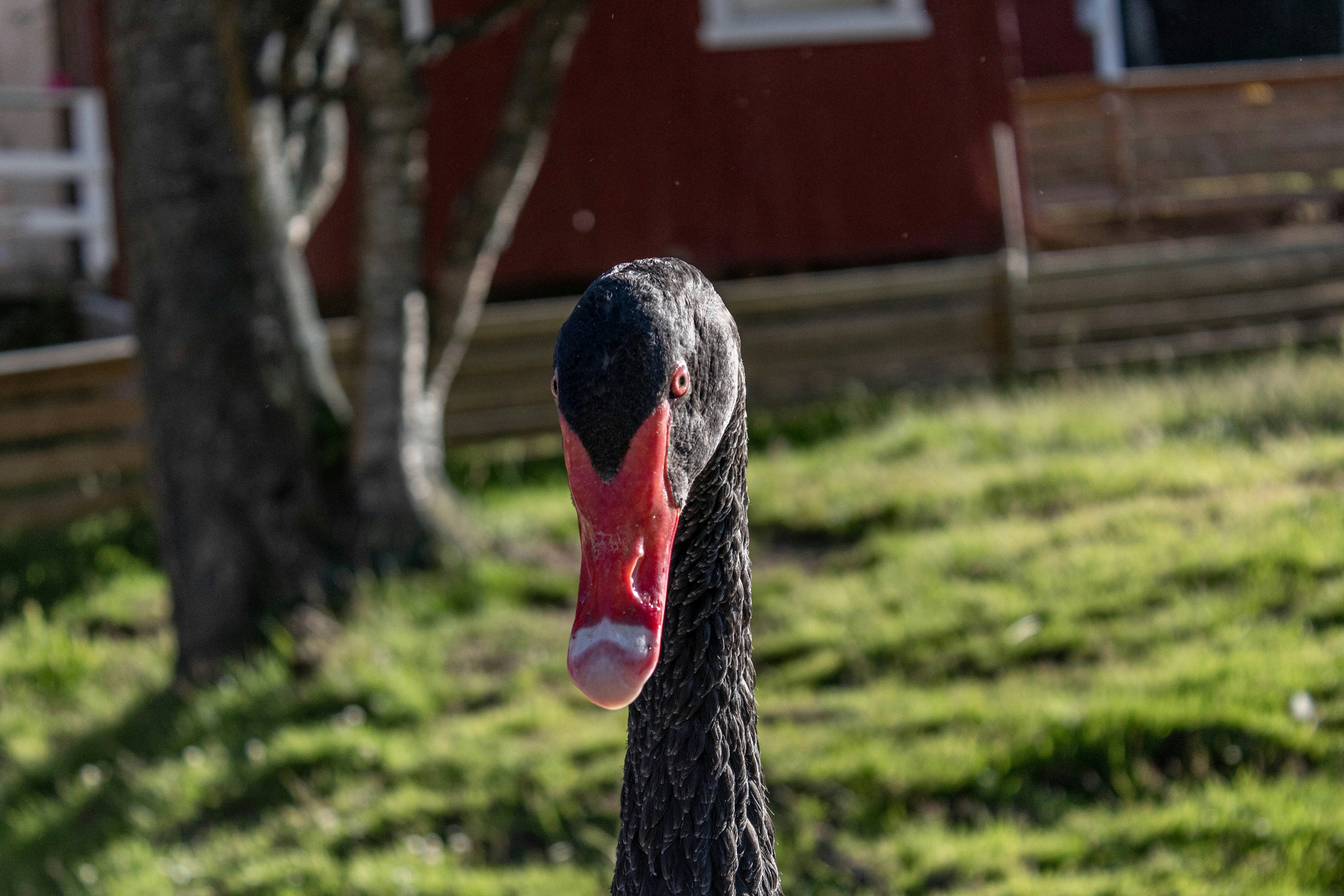 Crimson Beak, Velvet Neck: Black Swan Portrait by the Barn