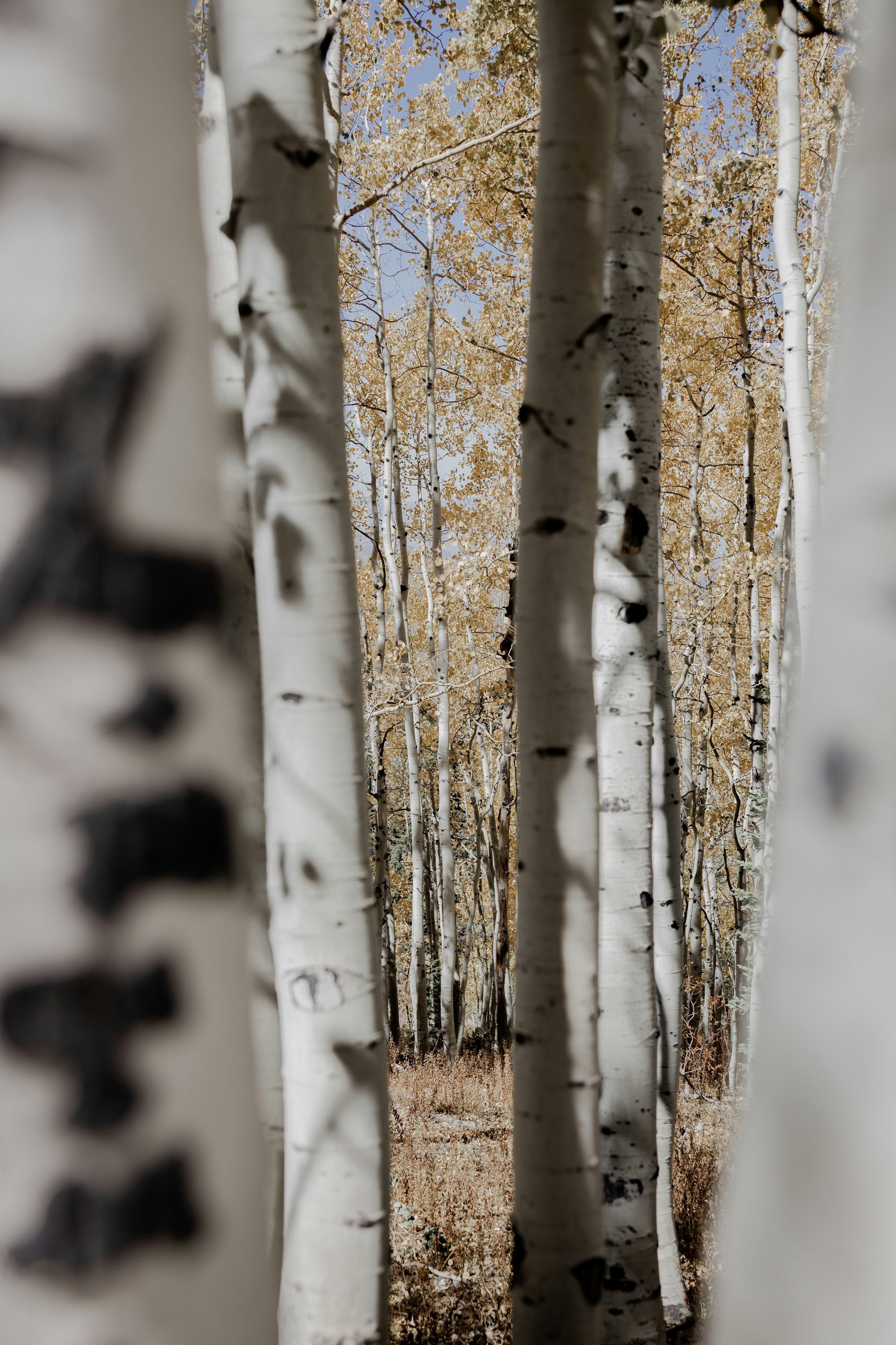 Whispering White Trunks: Birch Forest in Autumn Light