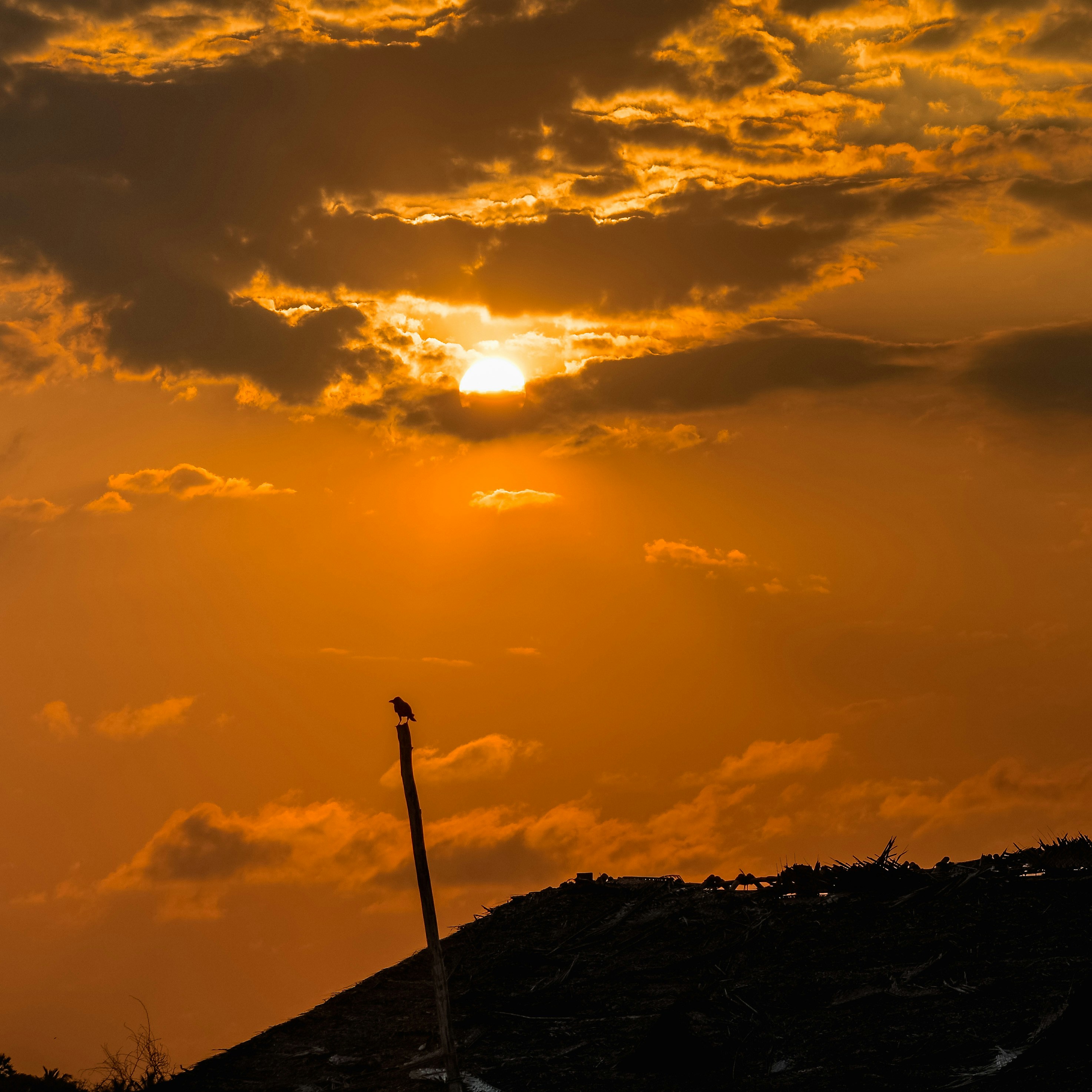 Molten Horizon: Lone Bird Perched Beneath a Fiery Sunset