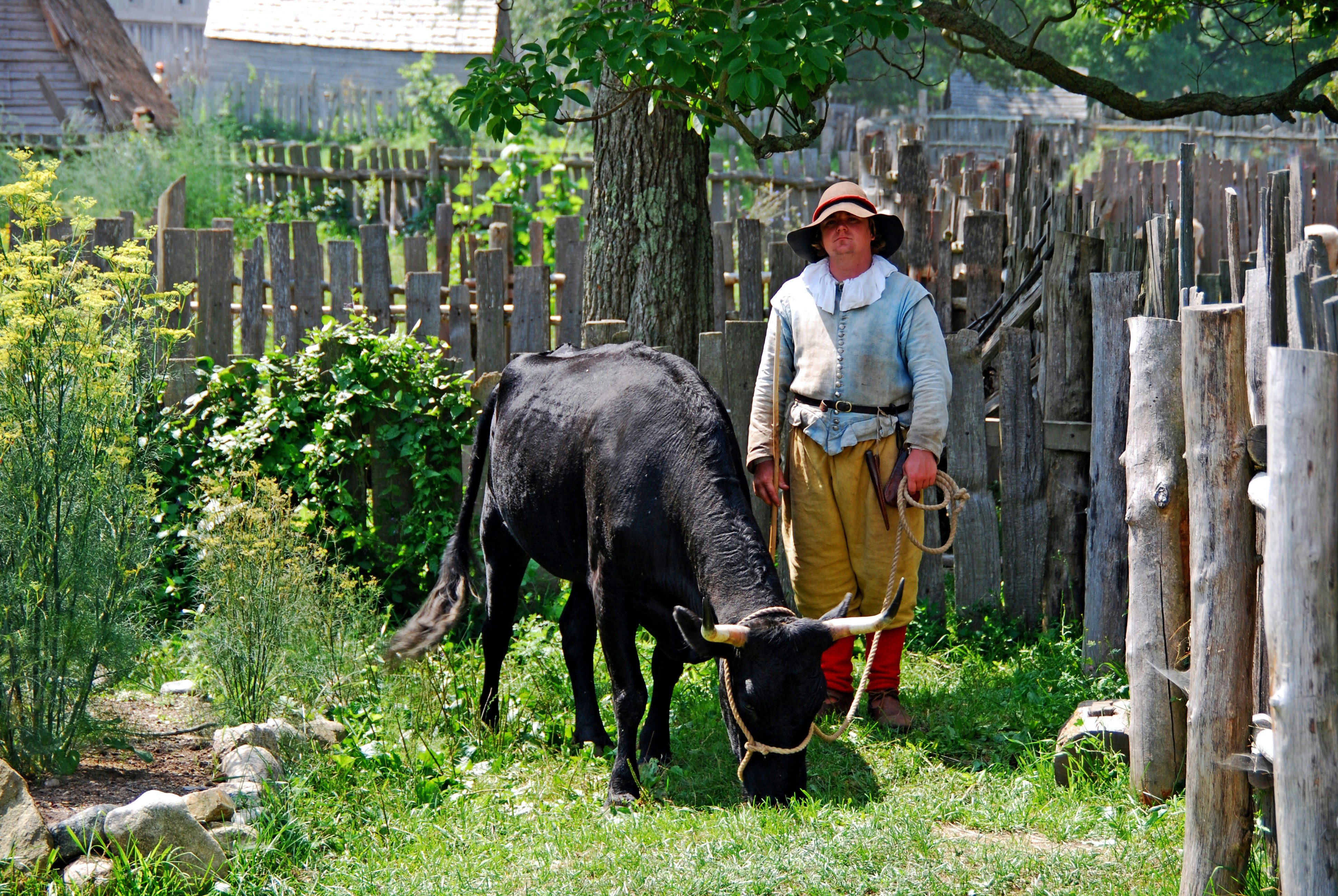 Grazing in the Dappled Yard: A Black Cow and a Humble Farmer