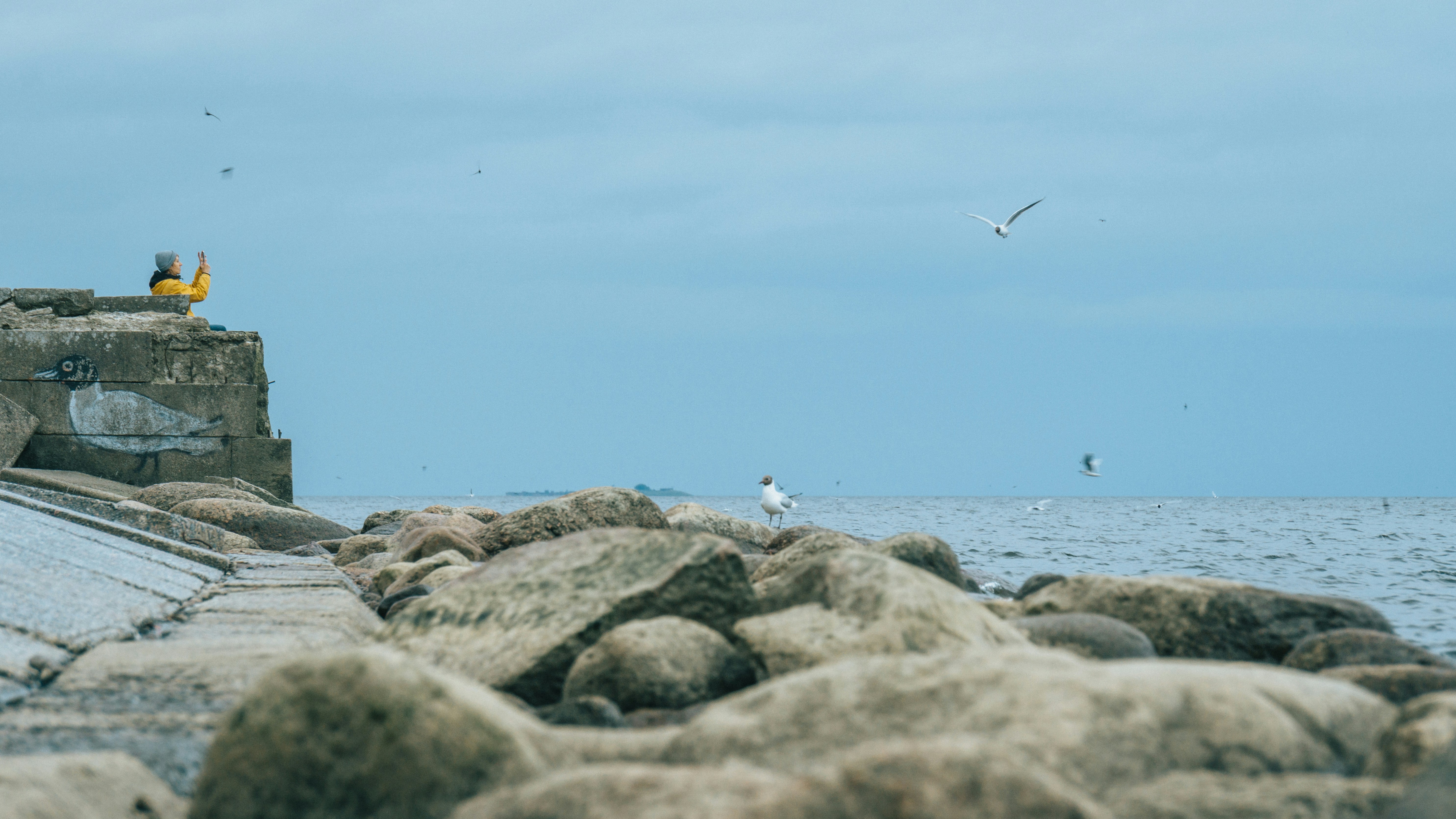 A person in a yellow jacket photographs seagulls by the Baltic Sea in Sestroretsk, Saint Petersburg. The weathered concrete pier with a bird mural and scattered rocks sets a calm coastal scene under a pale blue sky.