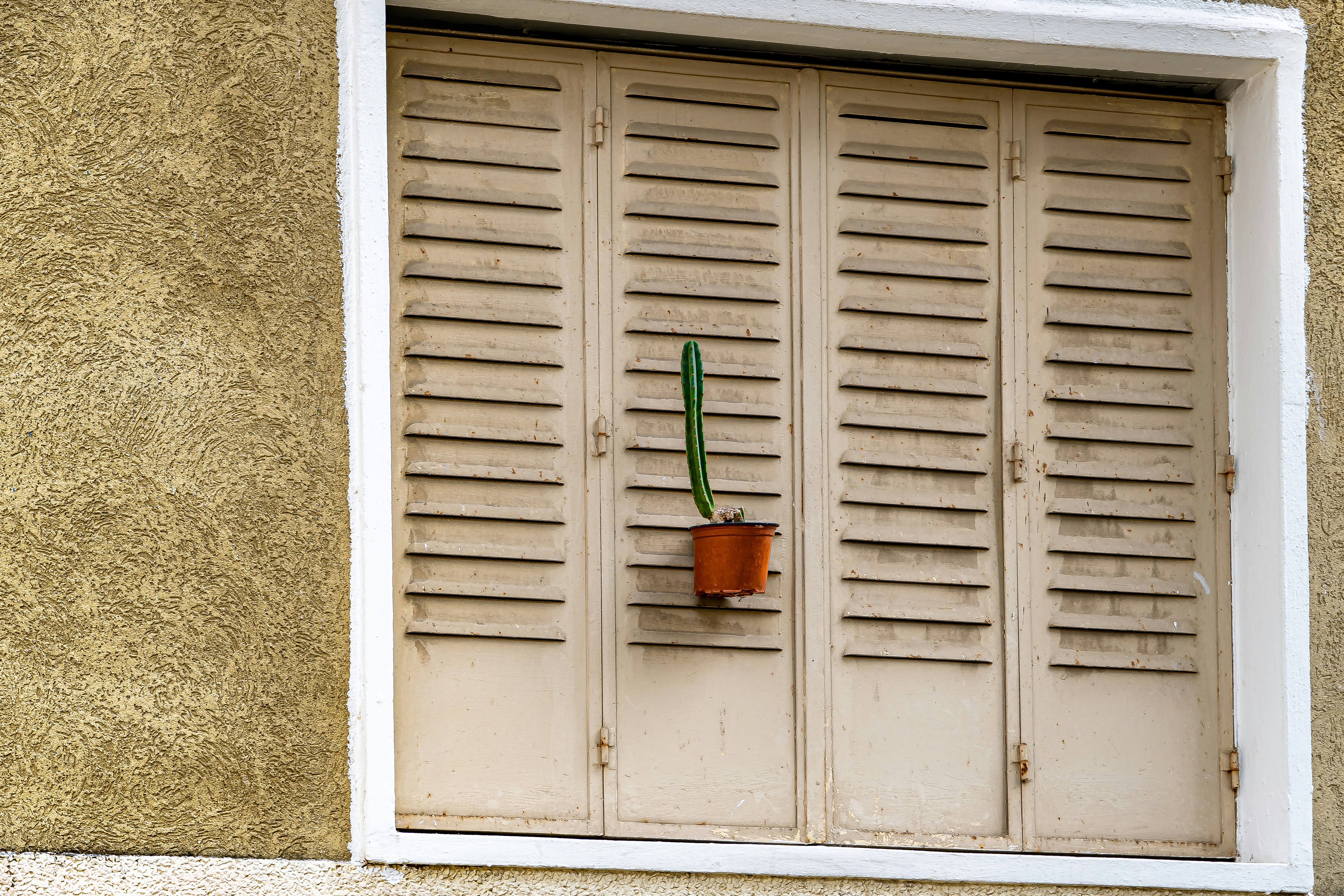 Minimalist Resilience: Snake Plant in a Weathered Doorway