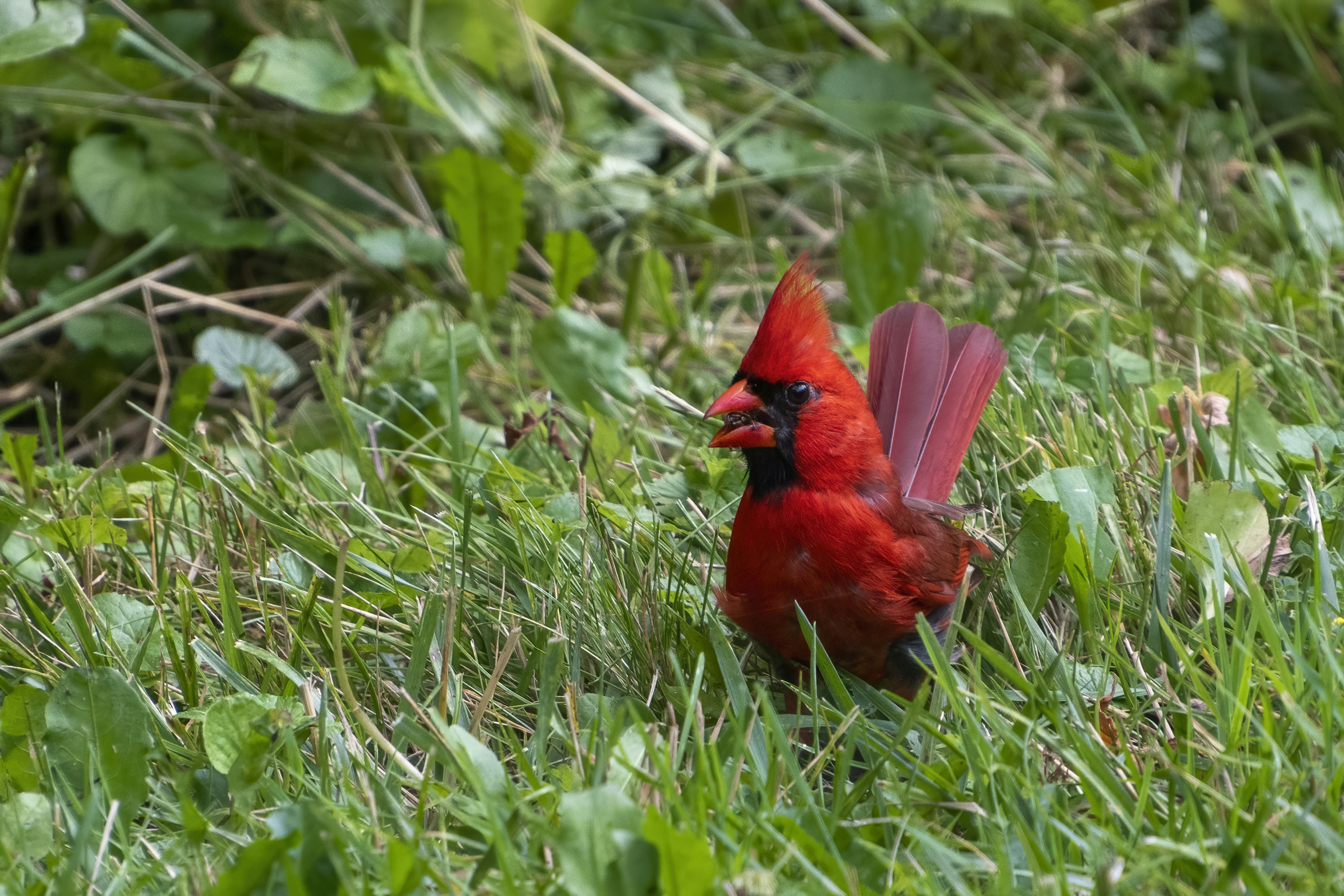 Red cardinal bird on green grass during daytime photo – Free Animal ...