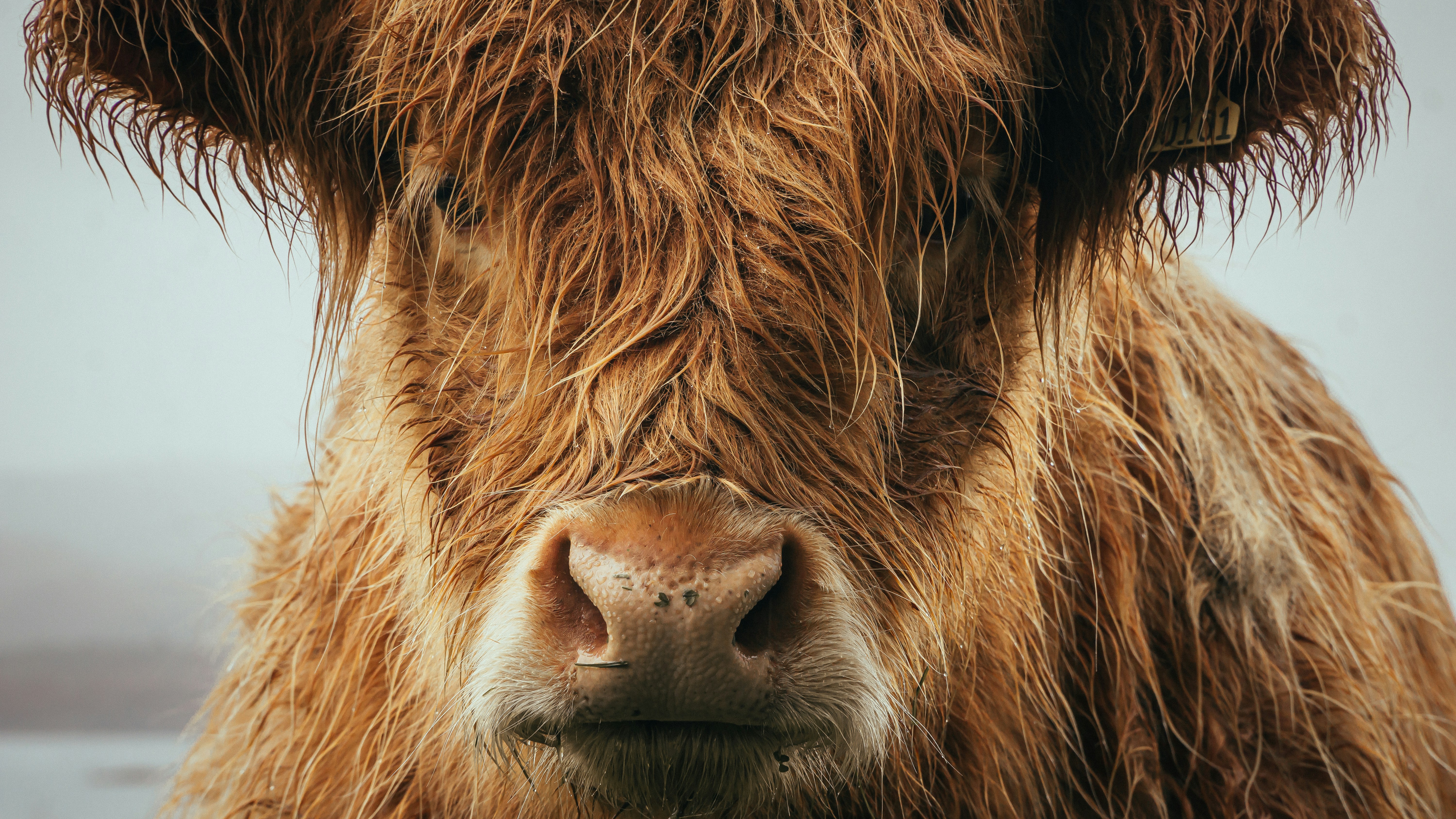 Brown cows face in close up photography photo – Free Nature Image on ...