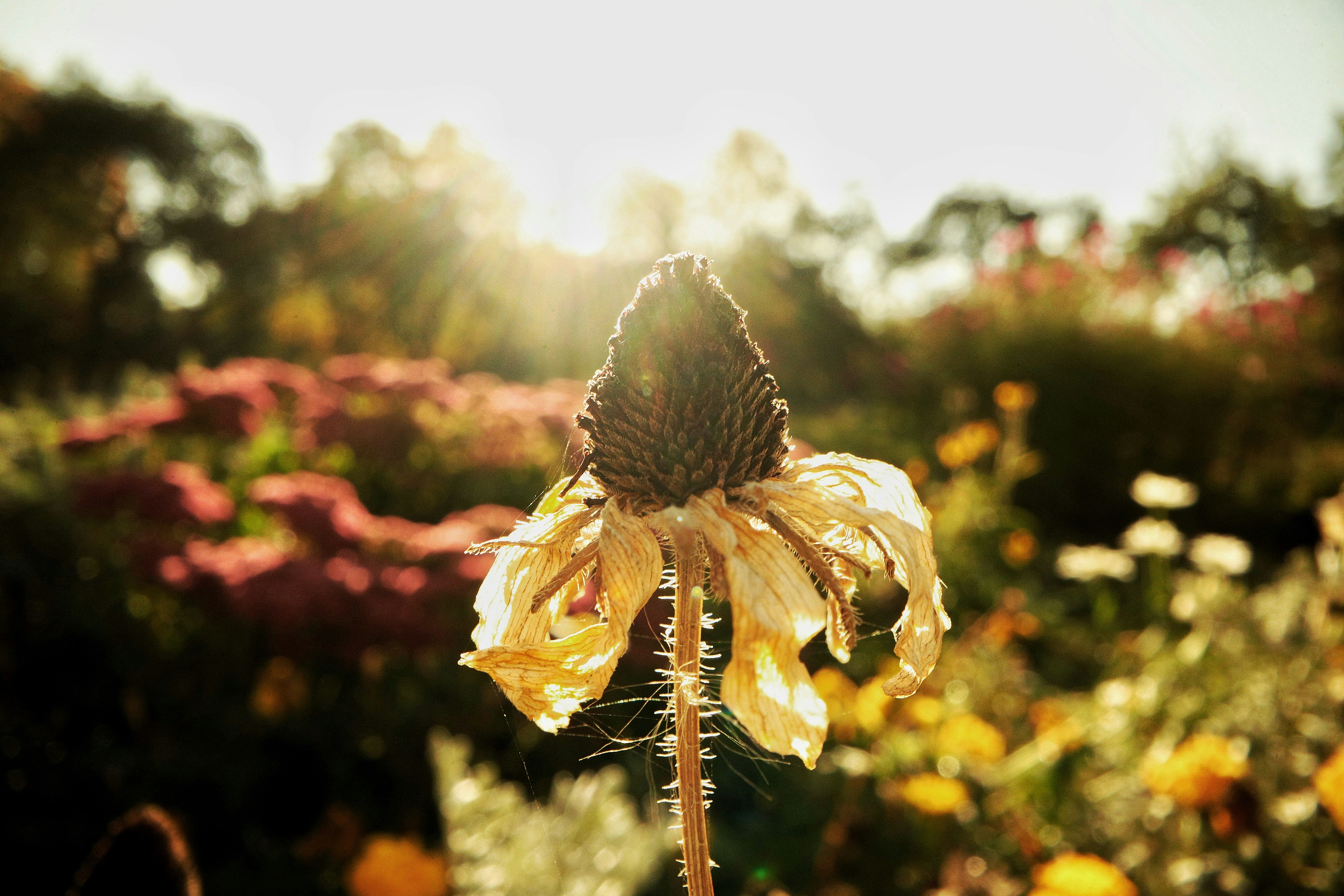 Golden Backlight on a Dried Seed Head Amid a Colorful Garden