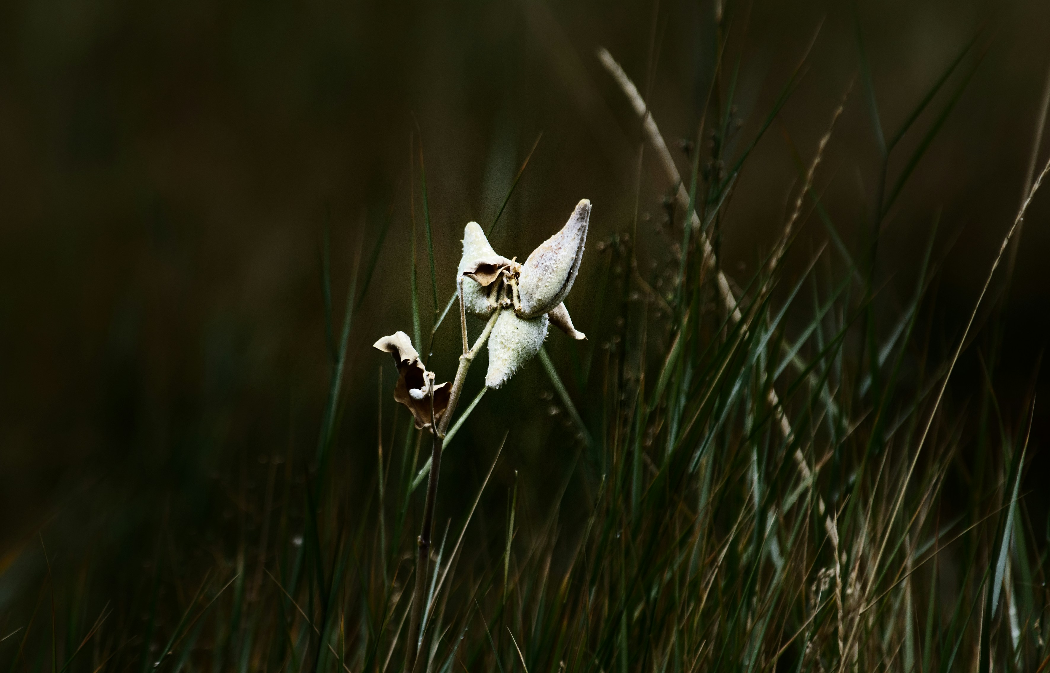 Whispering Orchid in Twilight Grass