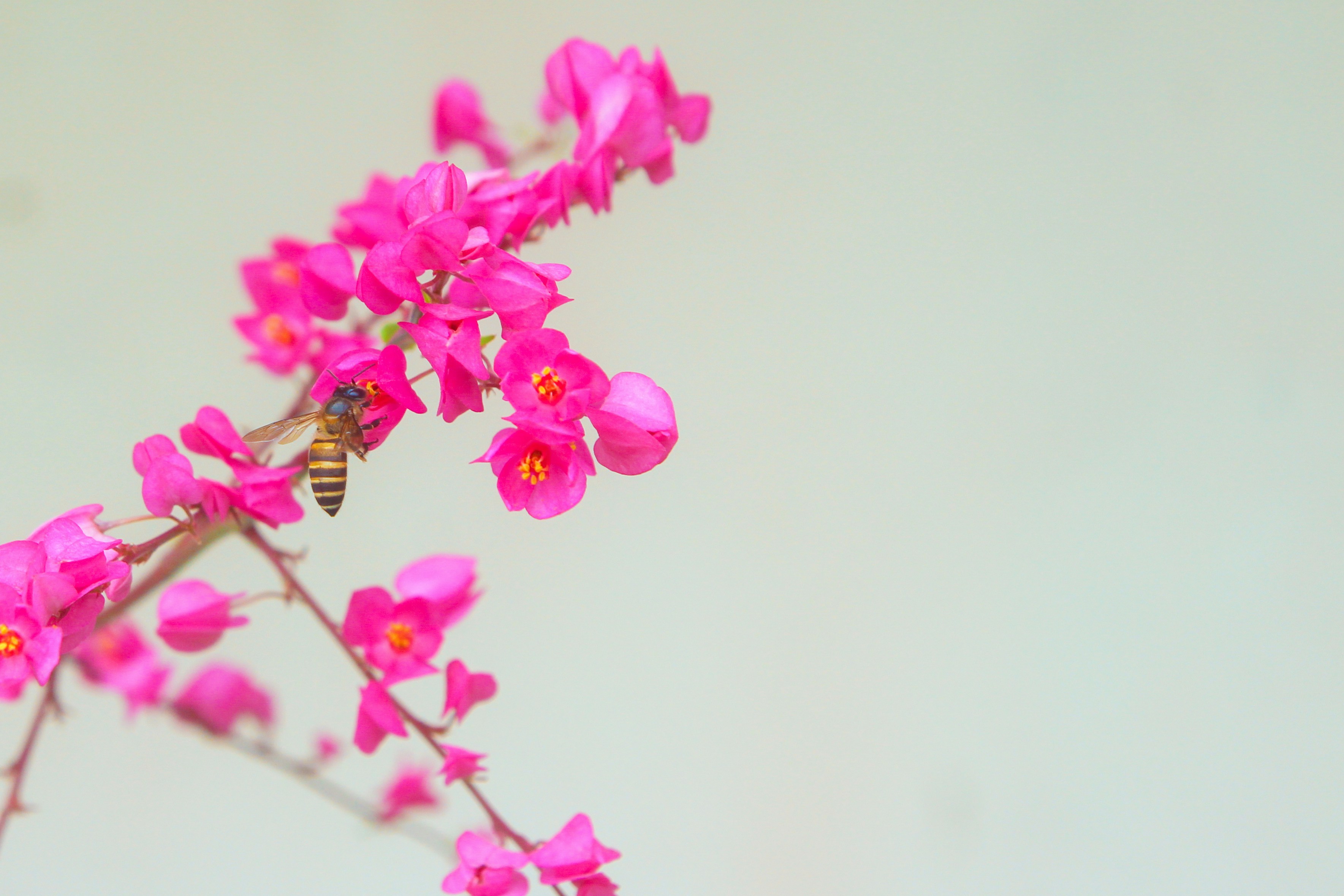 Vibrant Dance of Pink Blooms