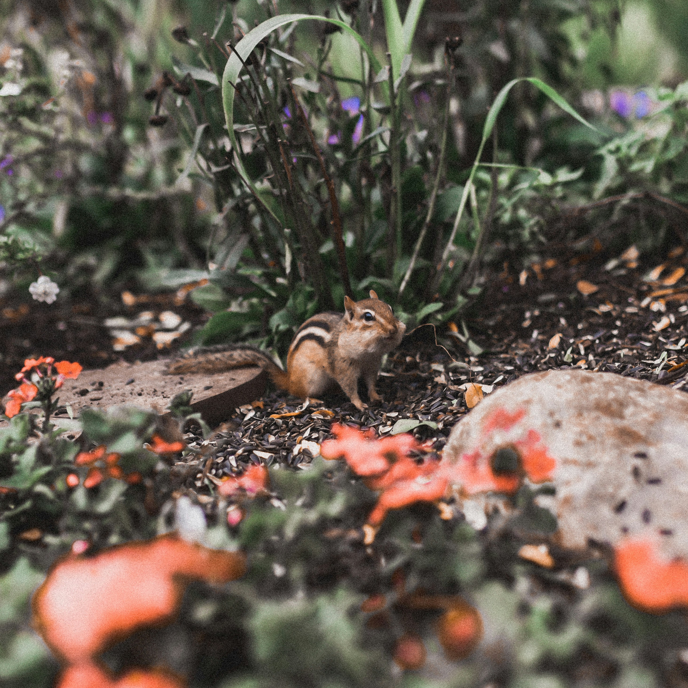 Chipmunk Pause: A Quiet Moment Among Garden Shadows