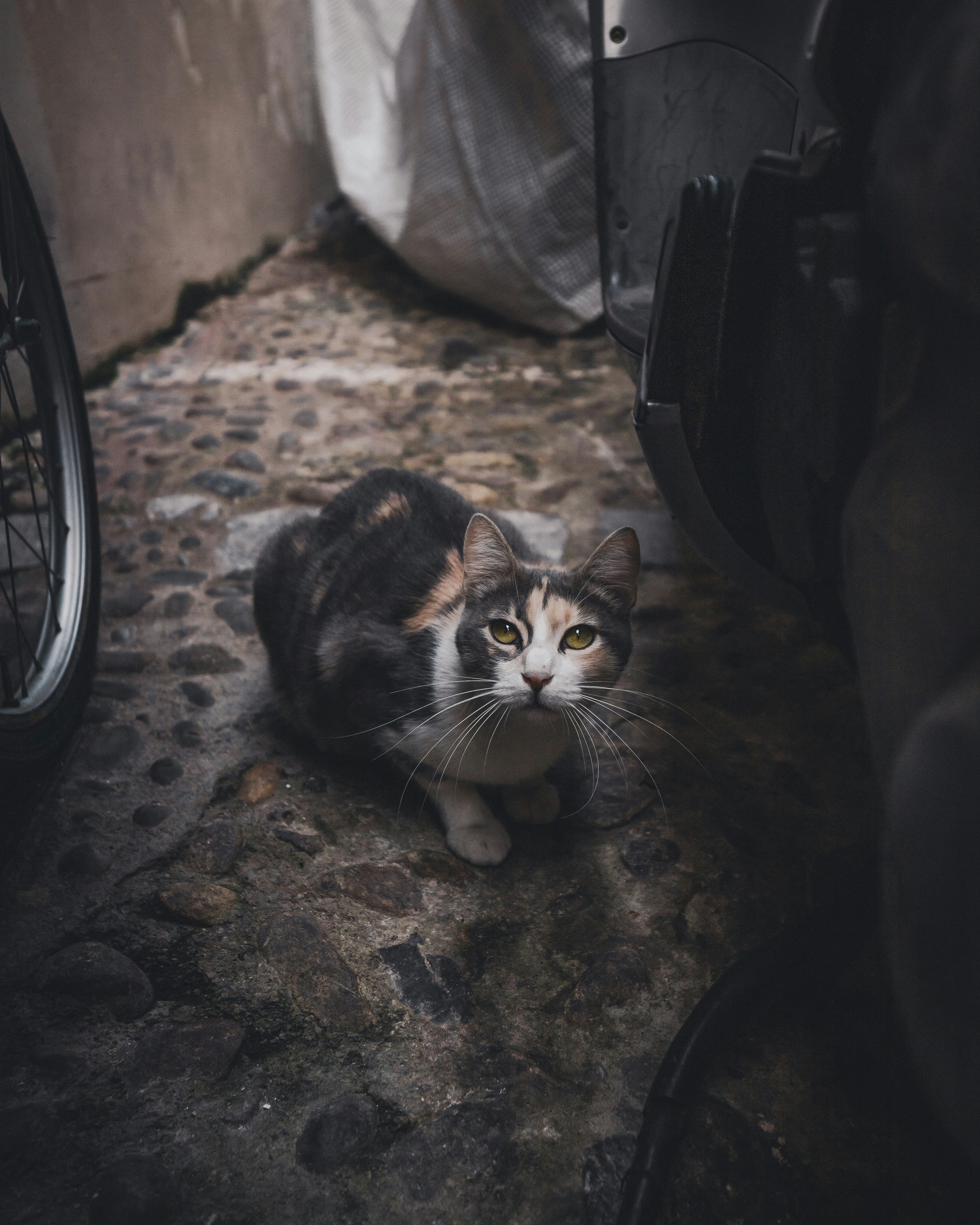 Between Wheels and Cobblestones: A Calico Cat's Quiet Gaze