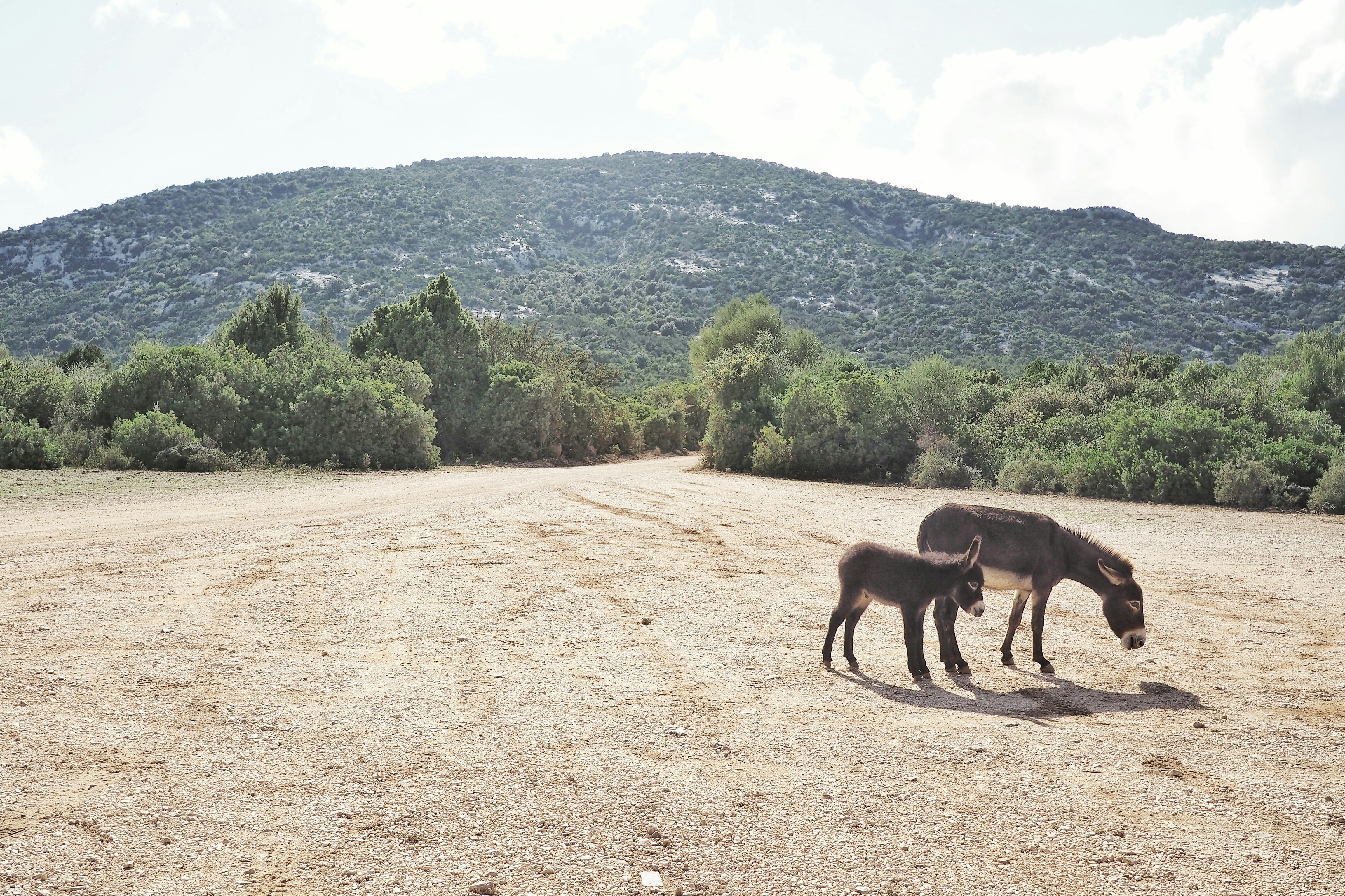 Horses at Dusk: Gentle Grazing in a Dry Landscape