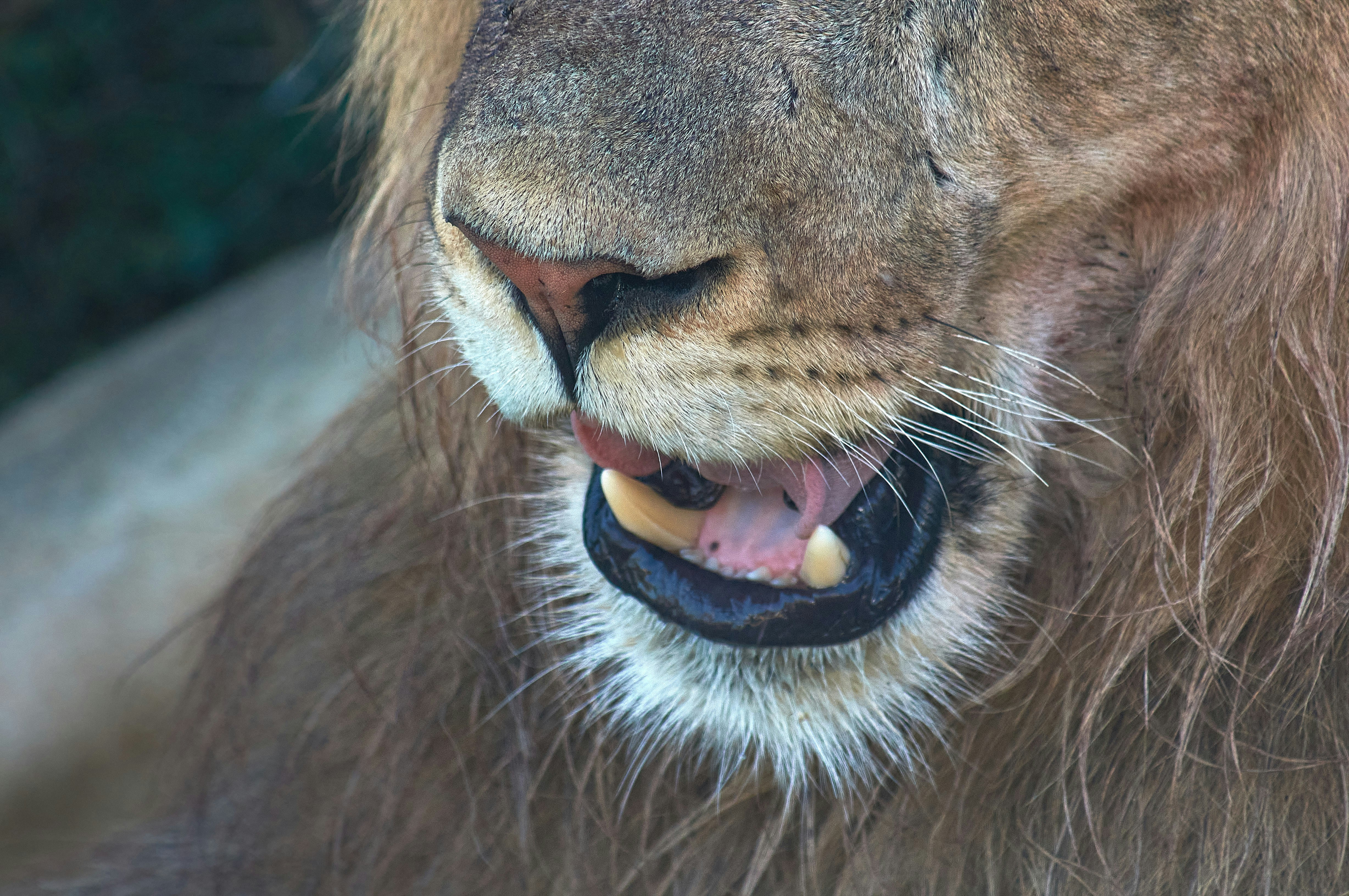 Close-Up of a Lion’s Muzzle: Teeth, Whiskers and Weathered Fur