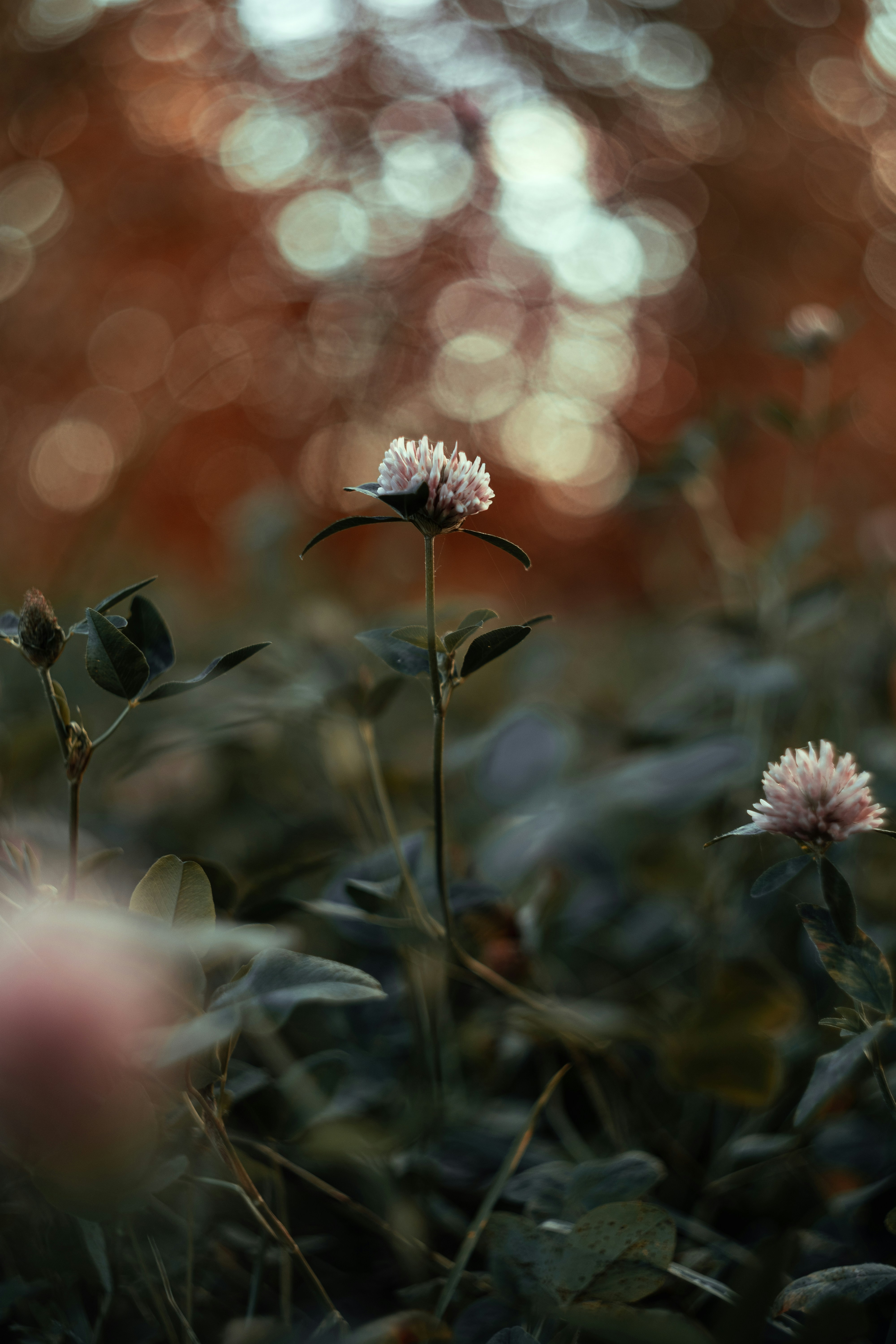 Globe Flower in Soft Focus: Quiet Heart of an Autumn Garden