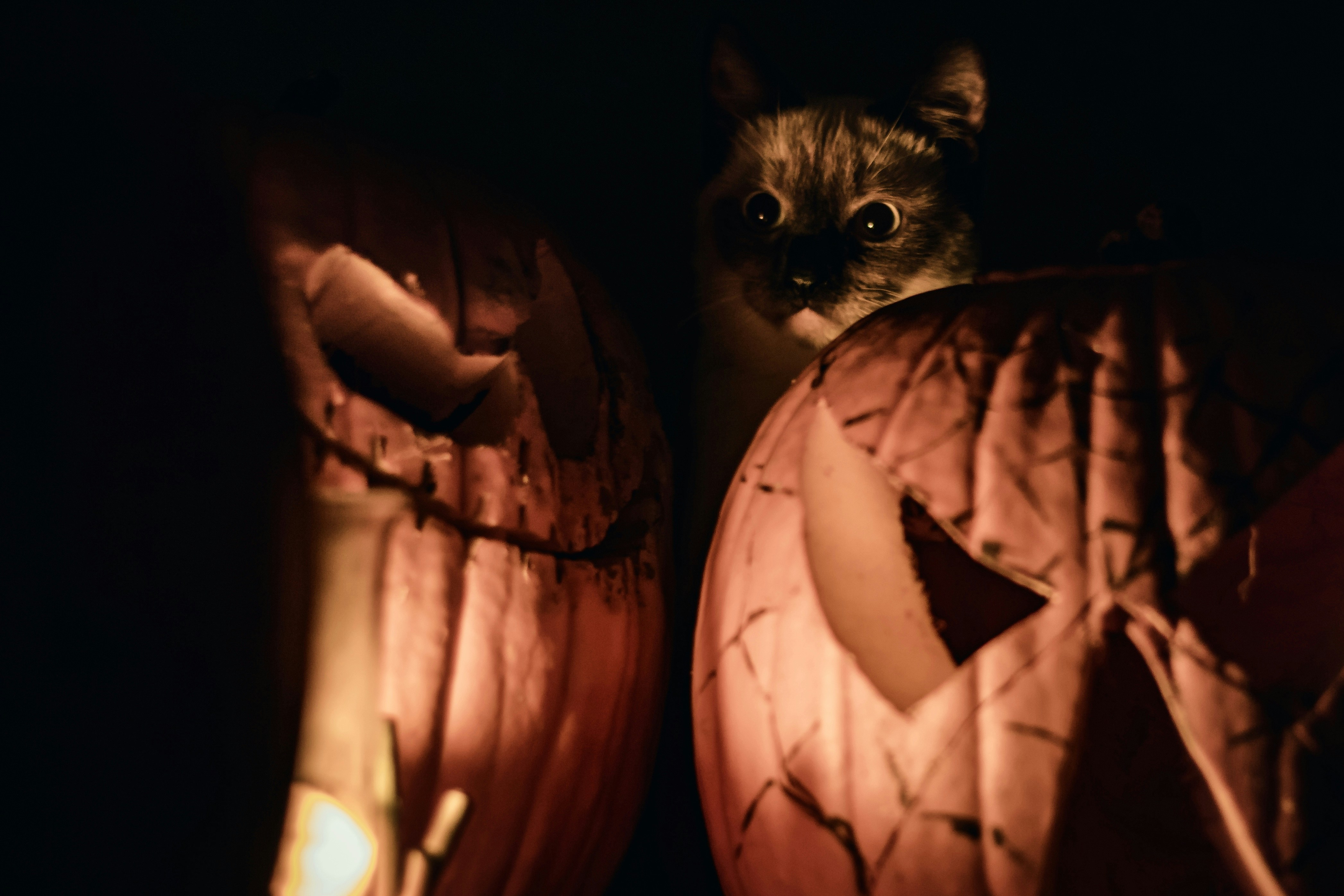 Cat peering over carved jack-o'-lanterns illuminated in dim light.