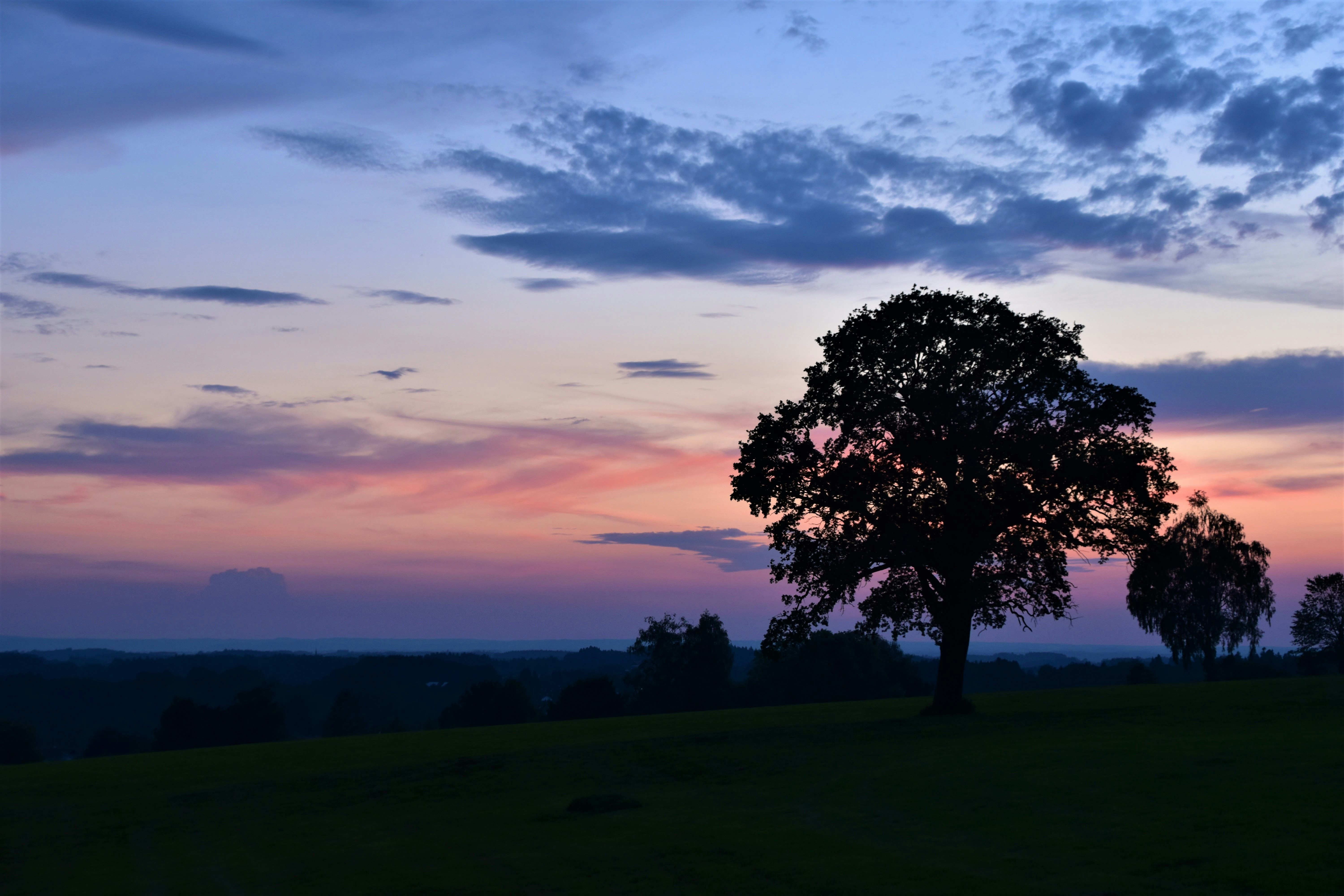 Silhouetted tree stands against a gradient sky, transitioning from deep blue to soft pink at dusk. The serene landscape evokes a sense of calm and reflection.