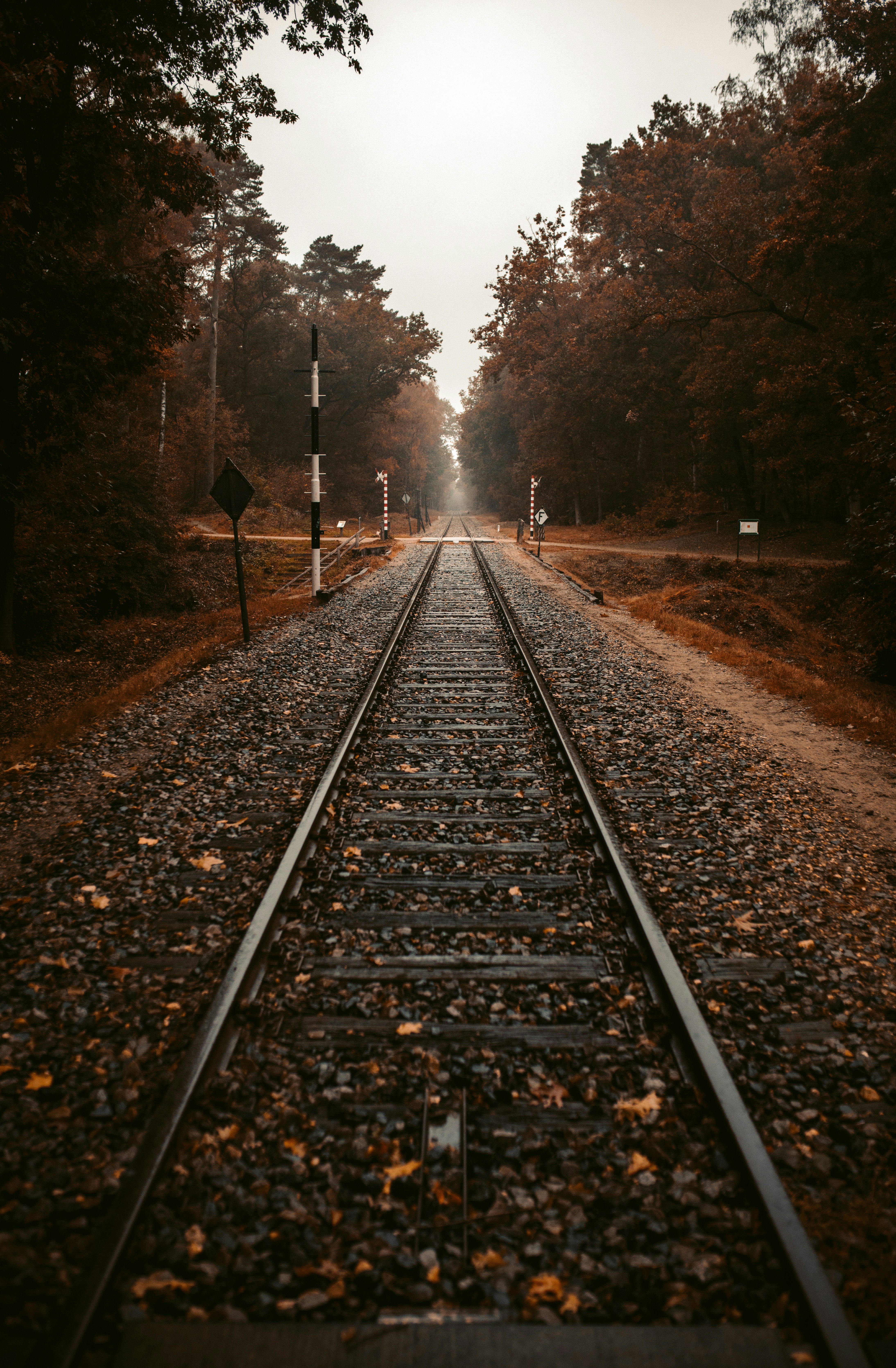 Railway tracks extend into a foggy forest, flanked by autumn foliage and signaling lights. The scene evokes a sense of mystery and adventure.