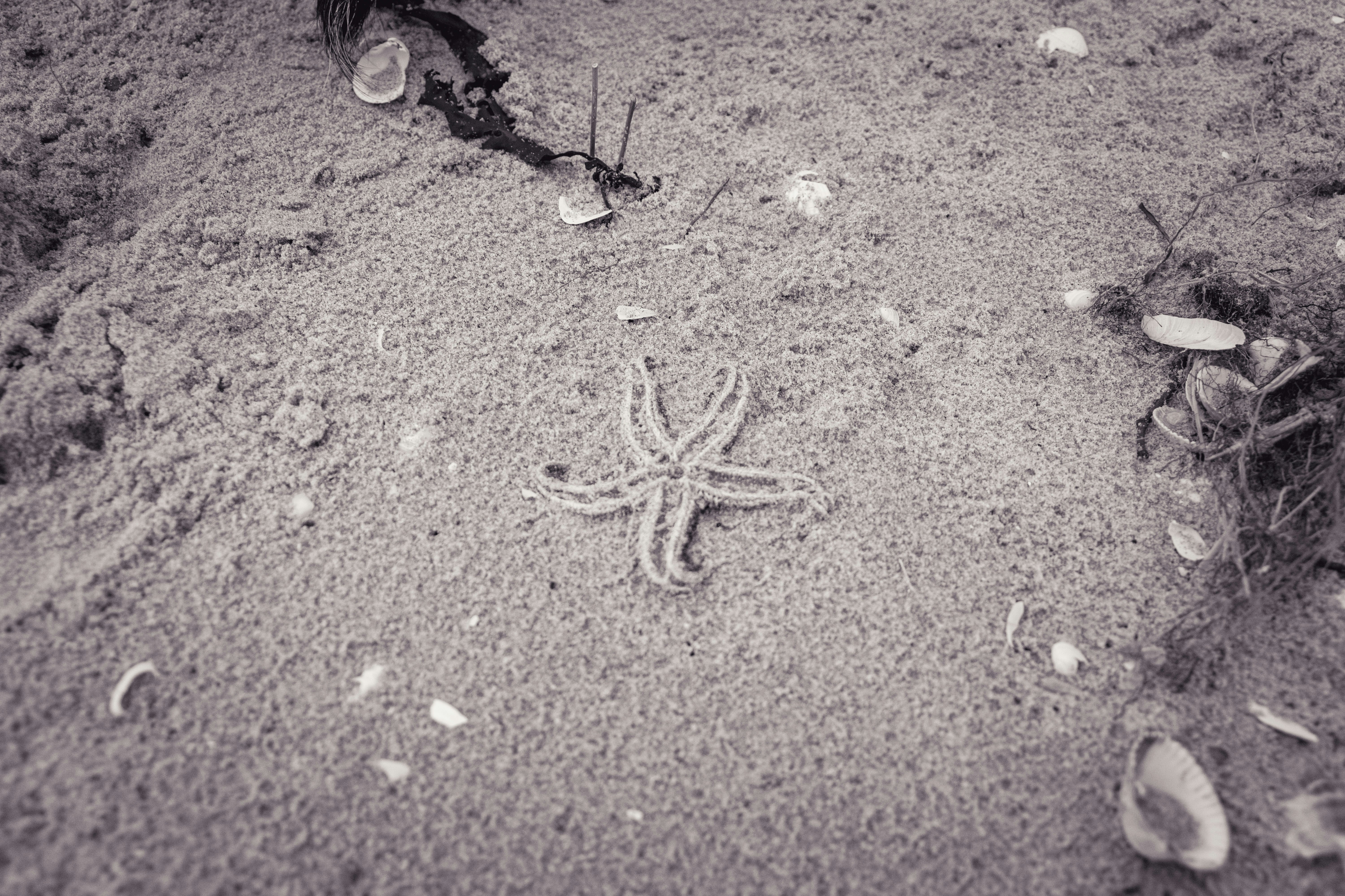 White Starfish In Sand