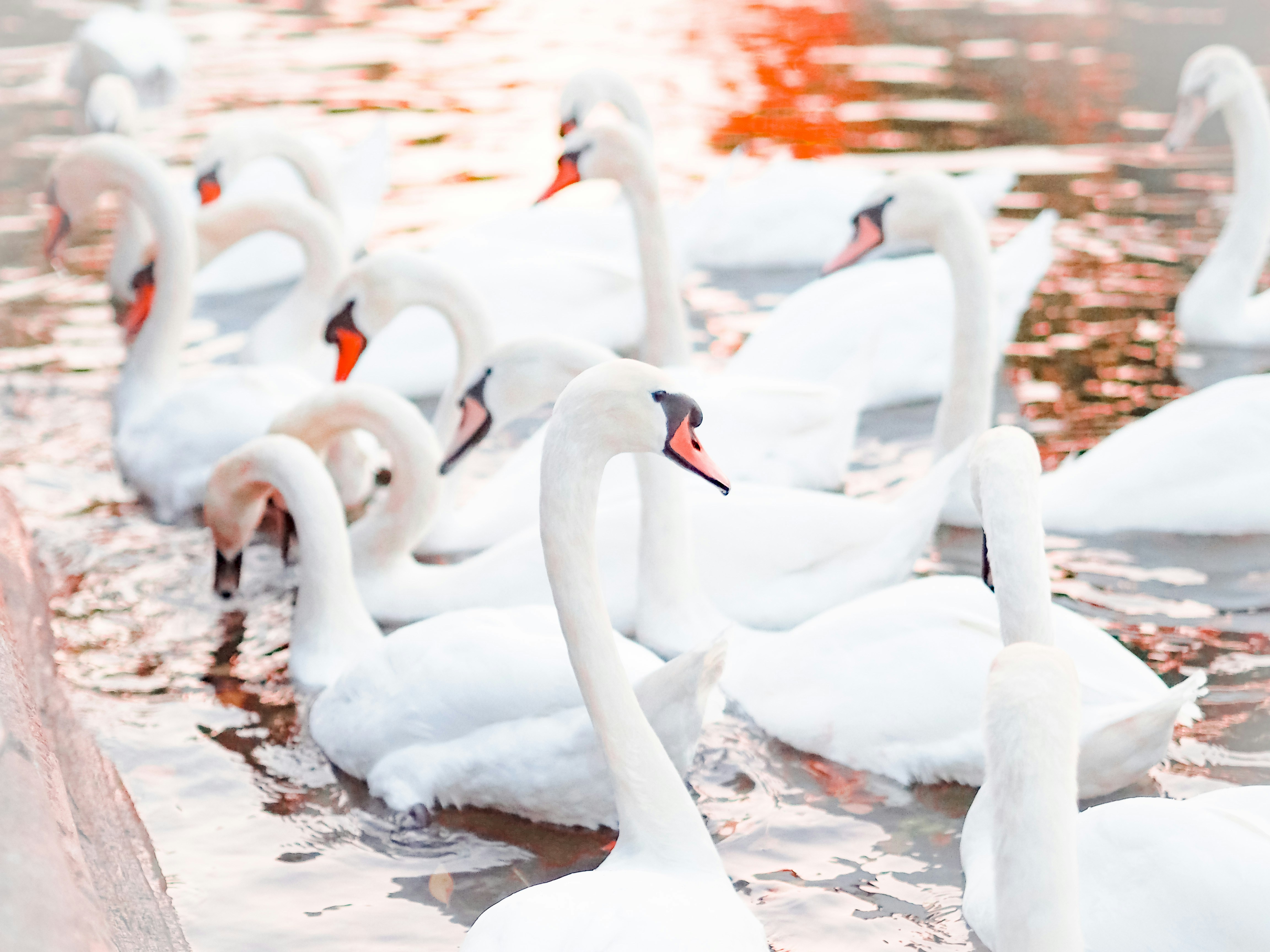 Sunlit Swan Parade on a Reflective Pond