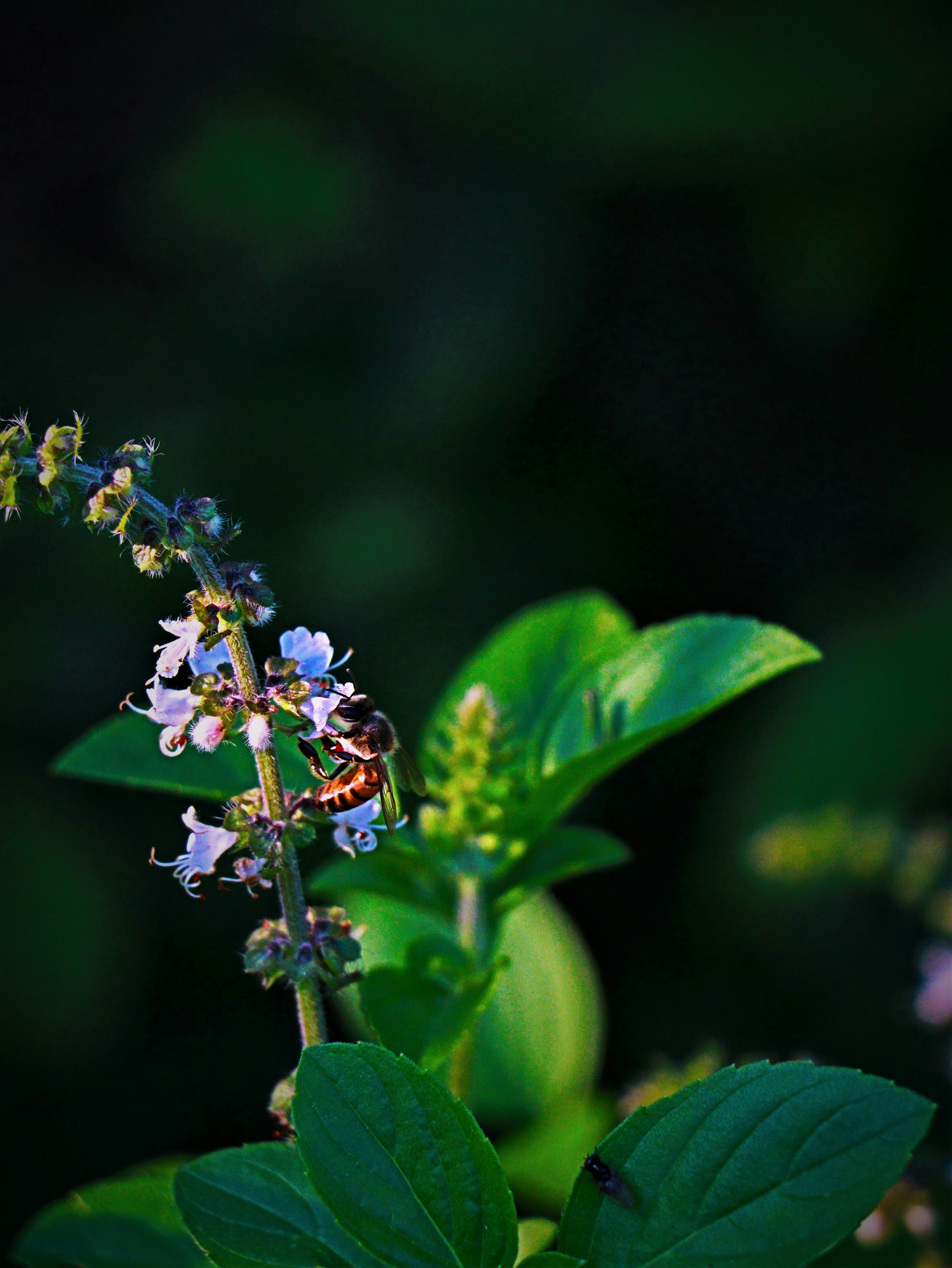 Nectar in Focus: a bee forages a lavender spike amid velvety green foliage