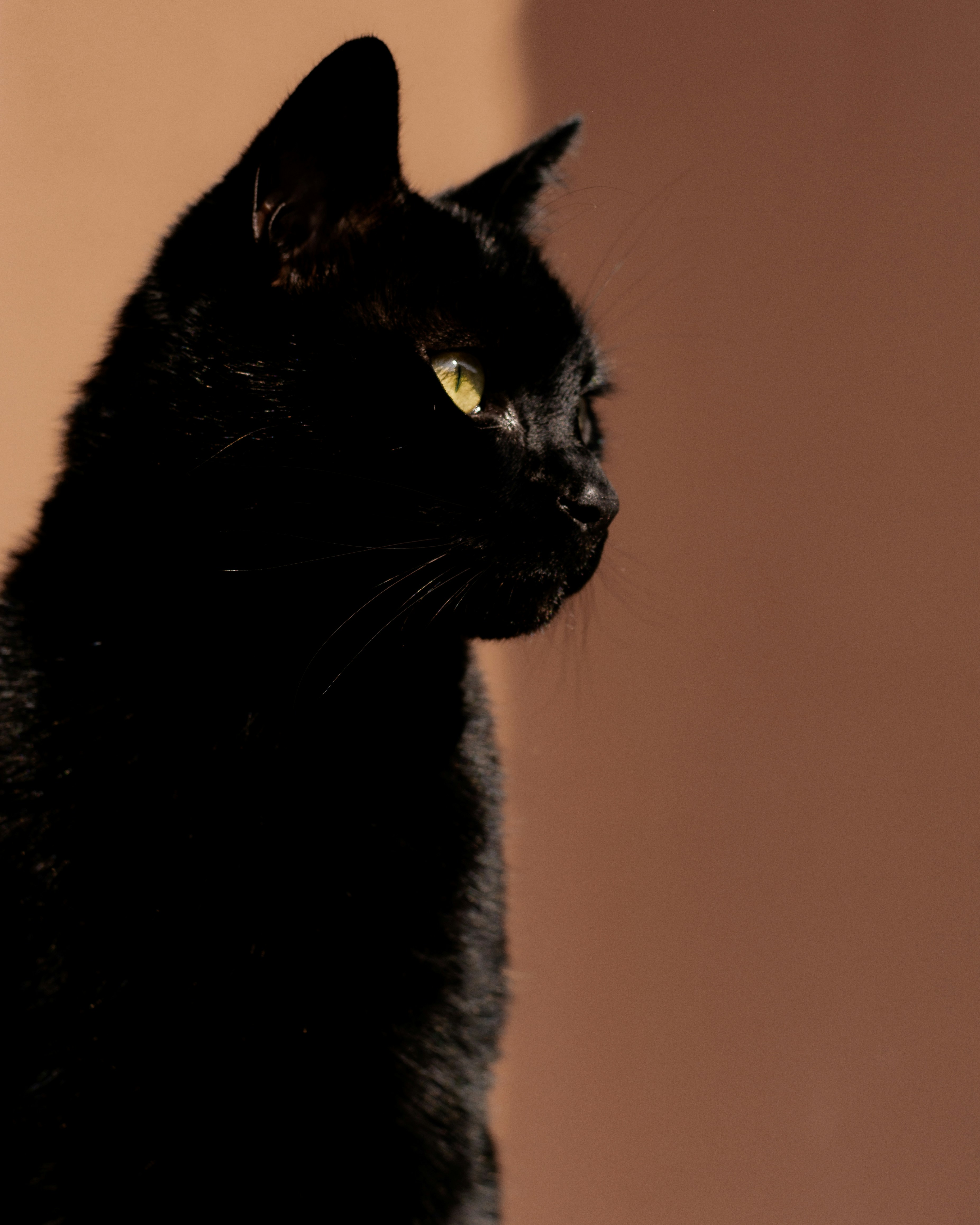 A black cat gazes thoughtfully against a softly lit background, highlighting its striking green eyes and sleek silhouette.