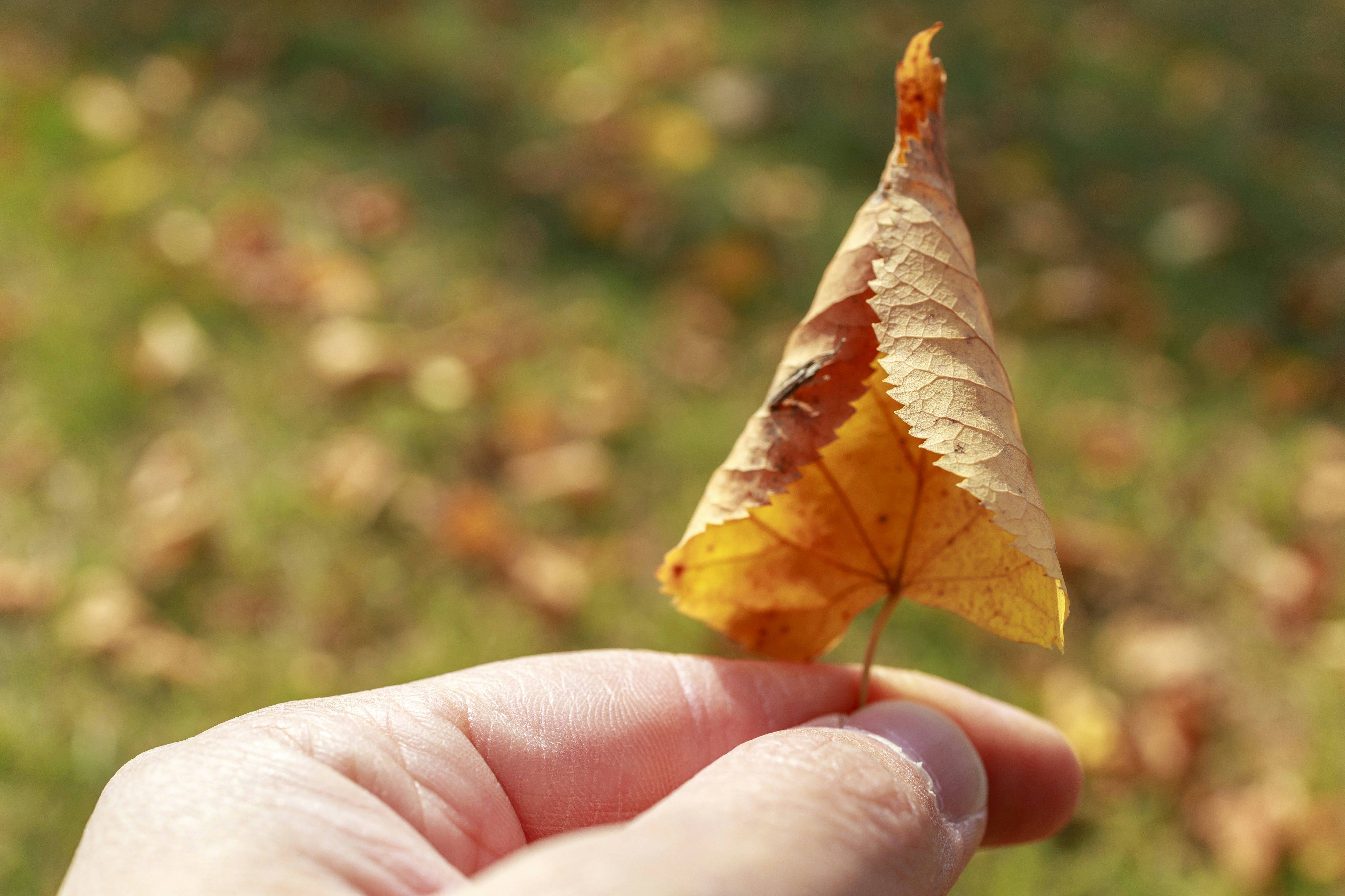 A hand delicately holds a curled autumn leaf, showcasing its intricate textures against a blurred background of fallen leaves. The scene captures the essence of seasonal change.