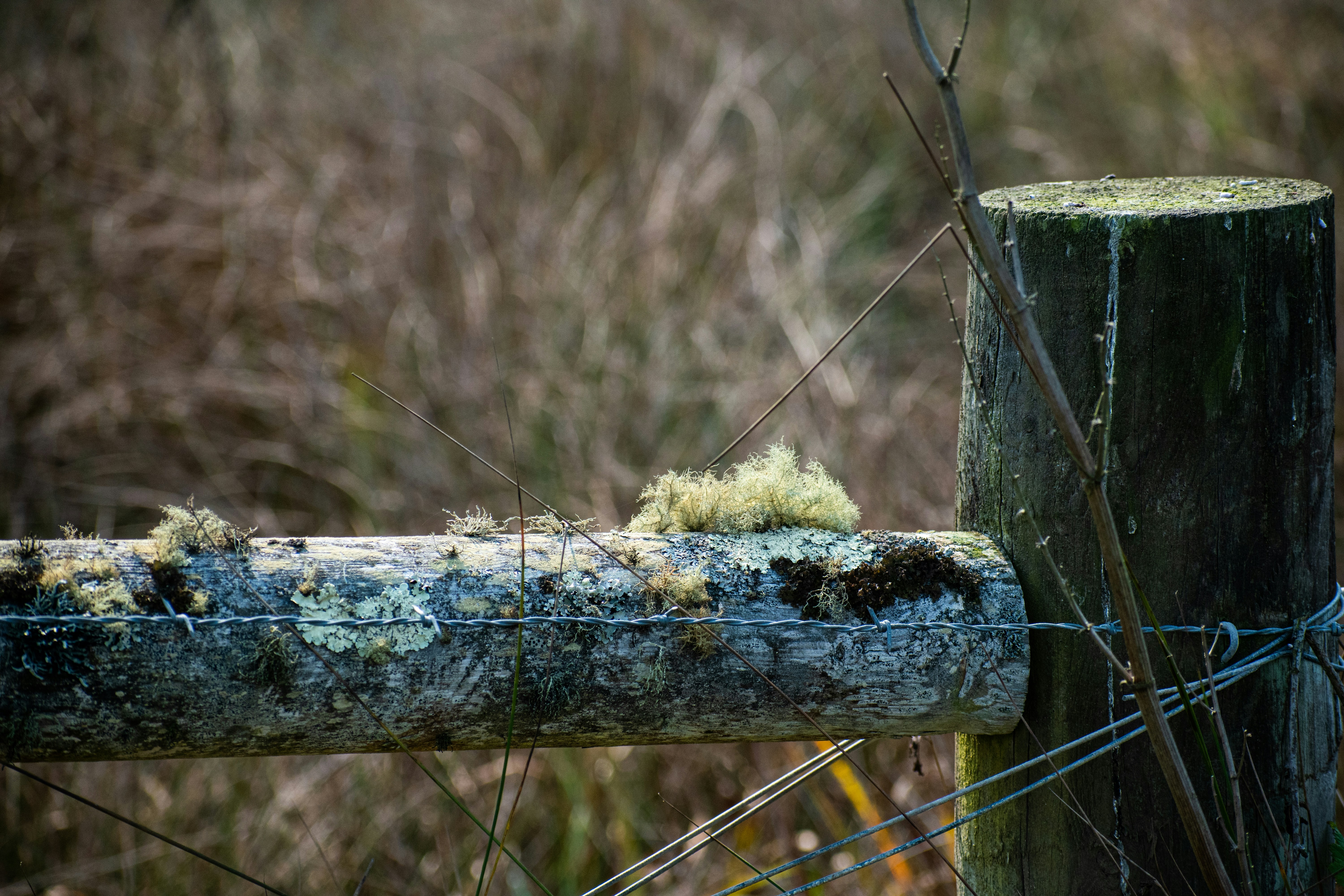 Moss-Touched Log Crossing a Weathered Fence
