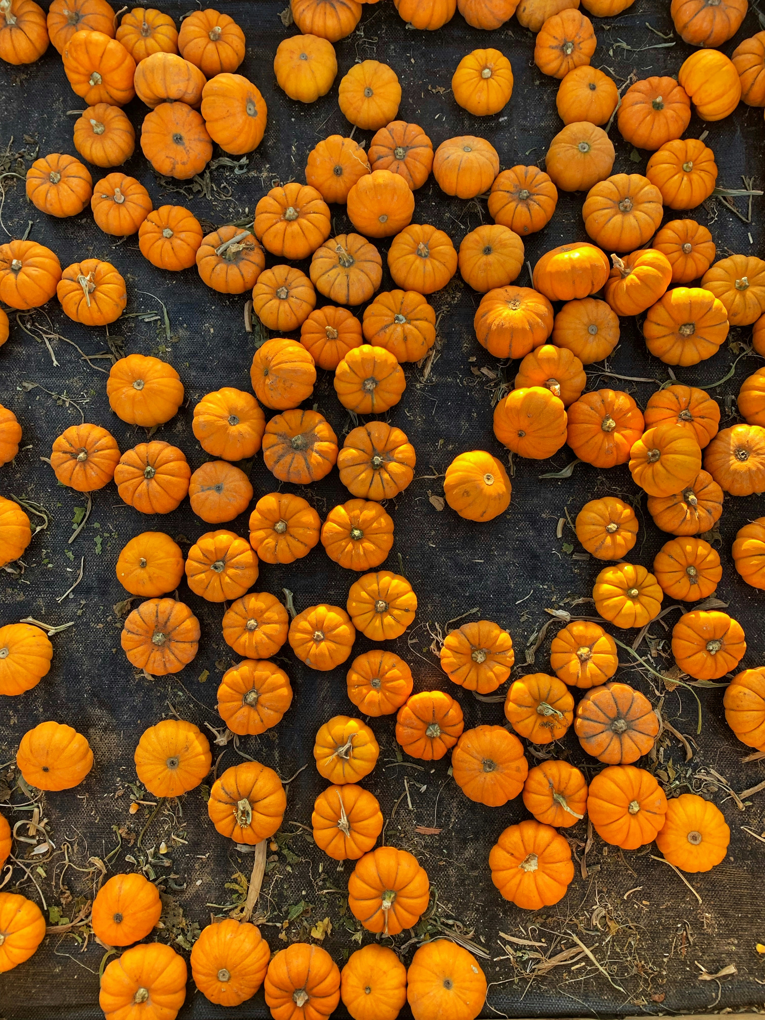 Little pumpkins
