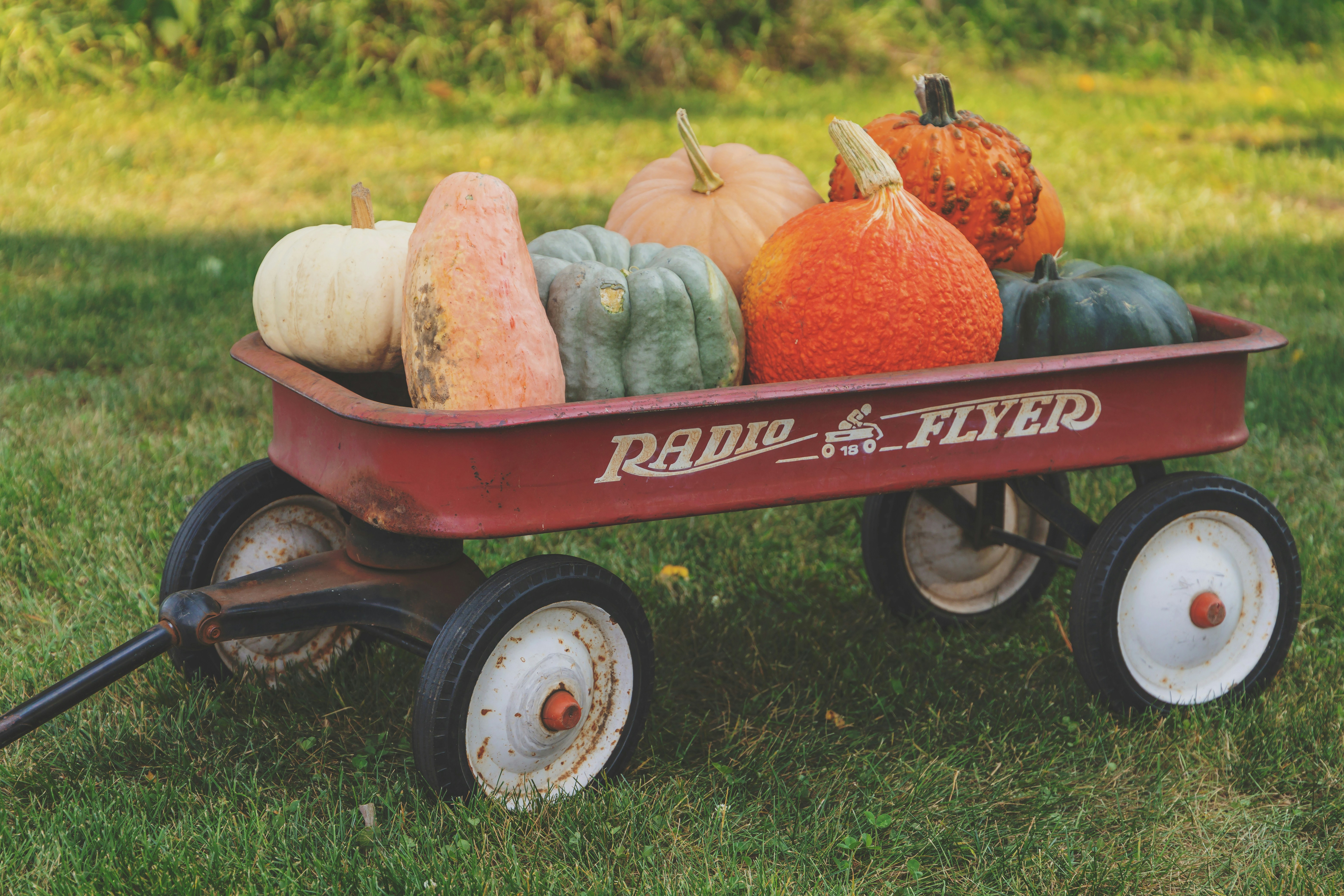 Fall pumpkins in a Radio Flyer red wagon at a pumpkin patch.