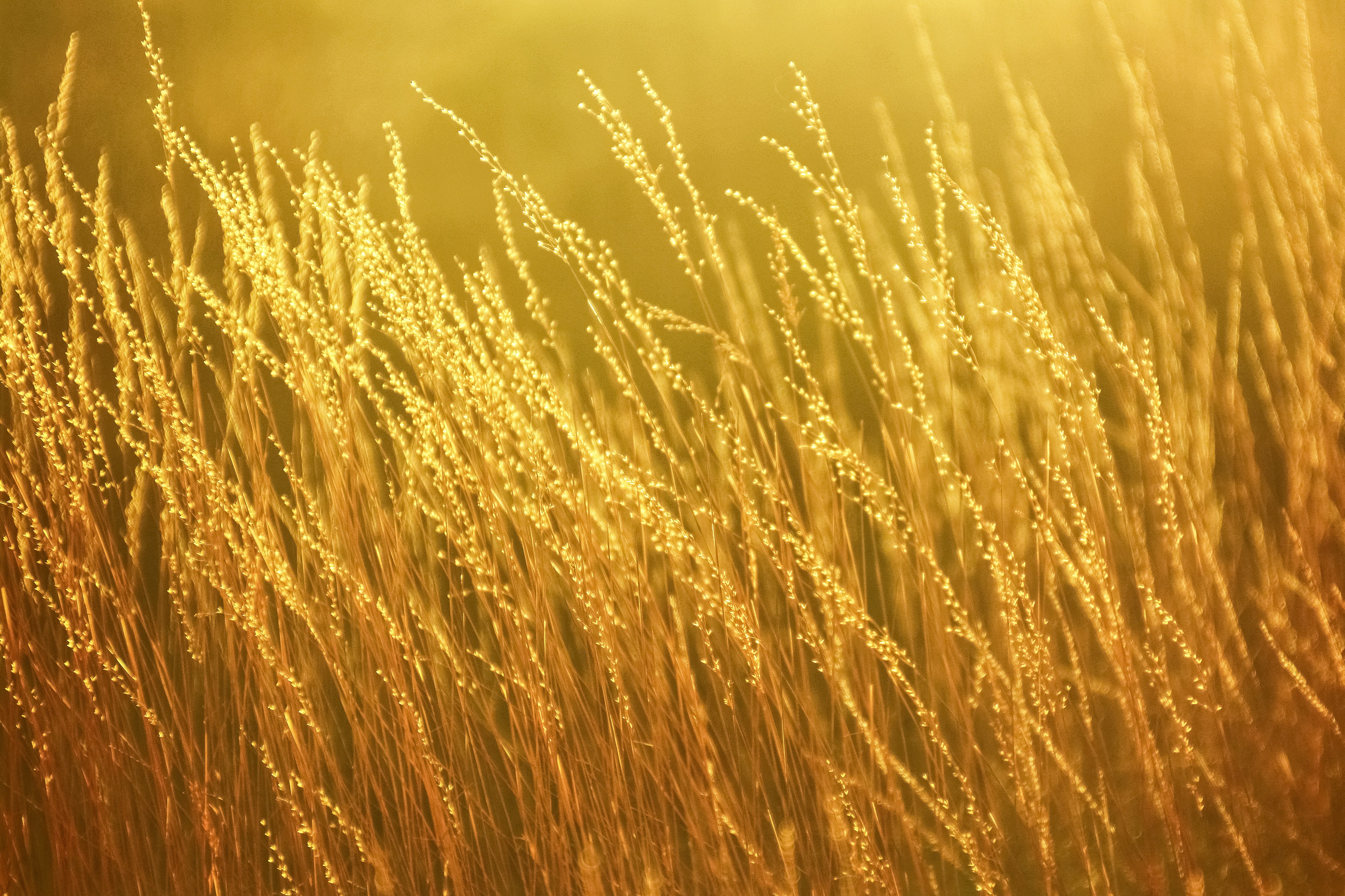 Weat Pictures | Download Free Images on Unsplash